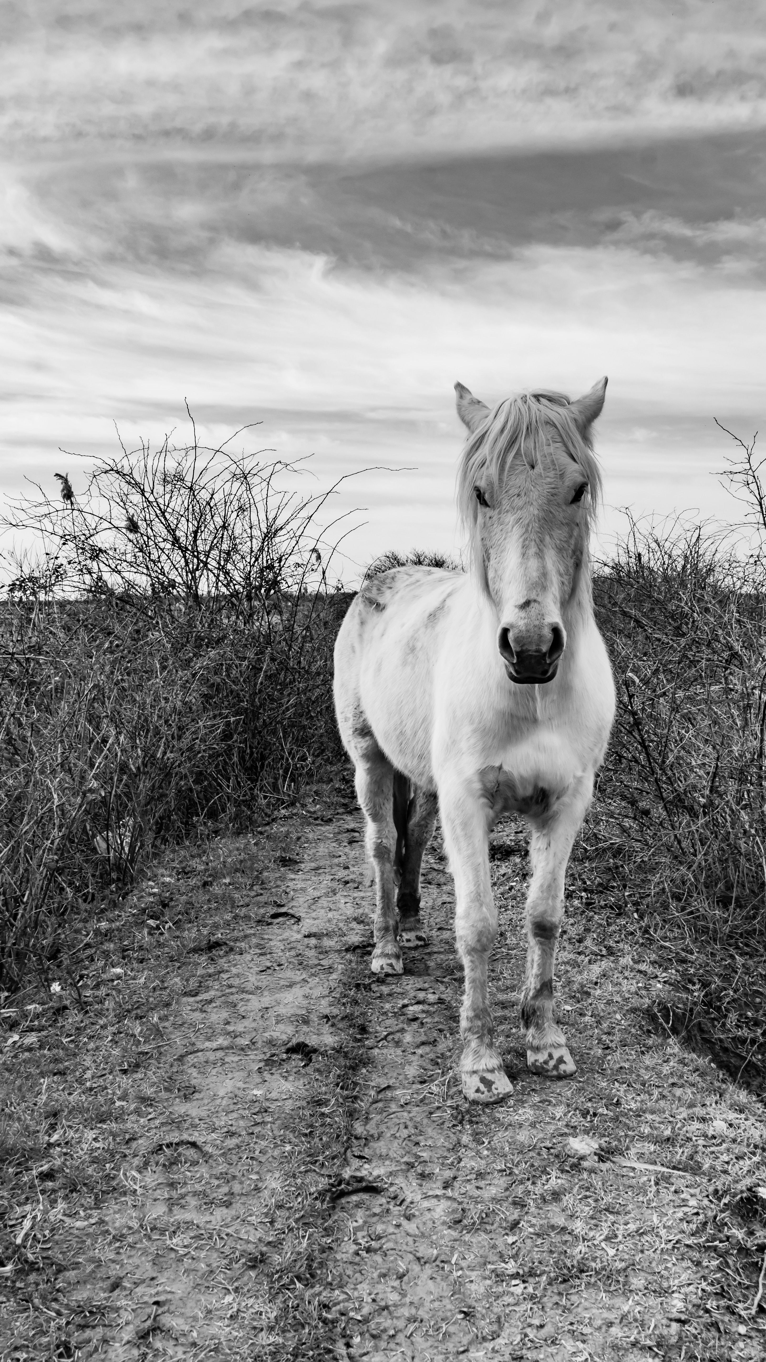 A Grayscale of a Horse · Free Stock Photo