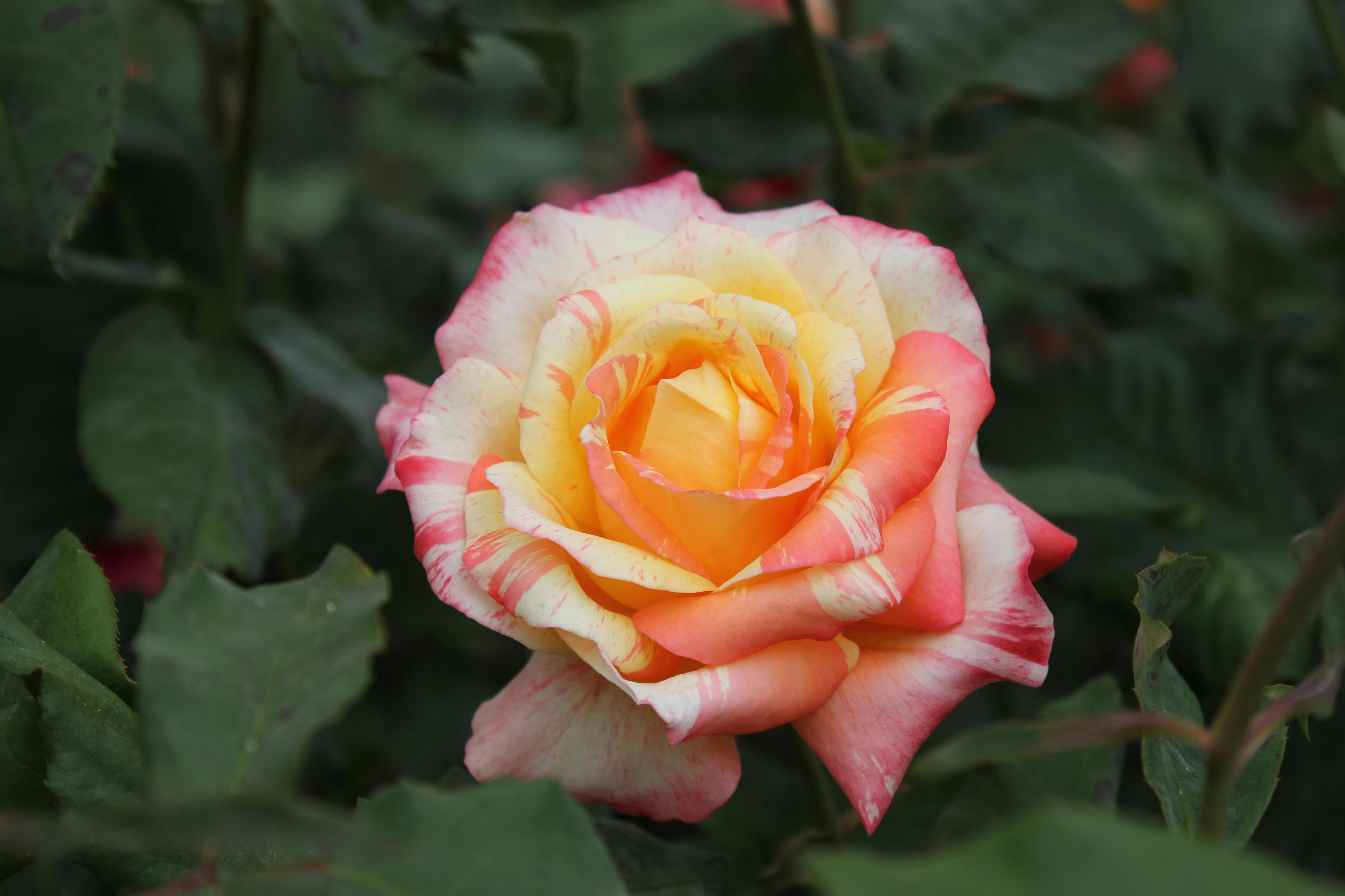 Close-up Photo of a Rose · Free Stock Photo