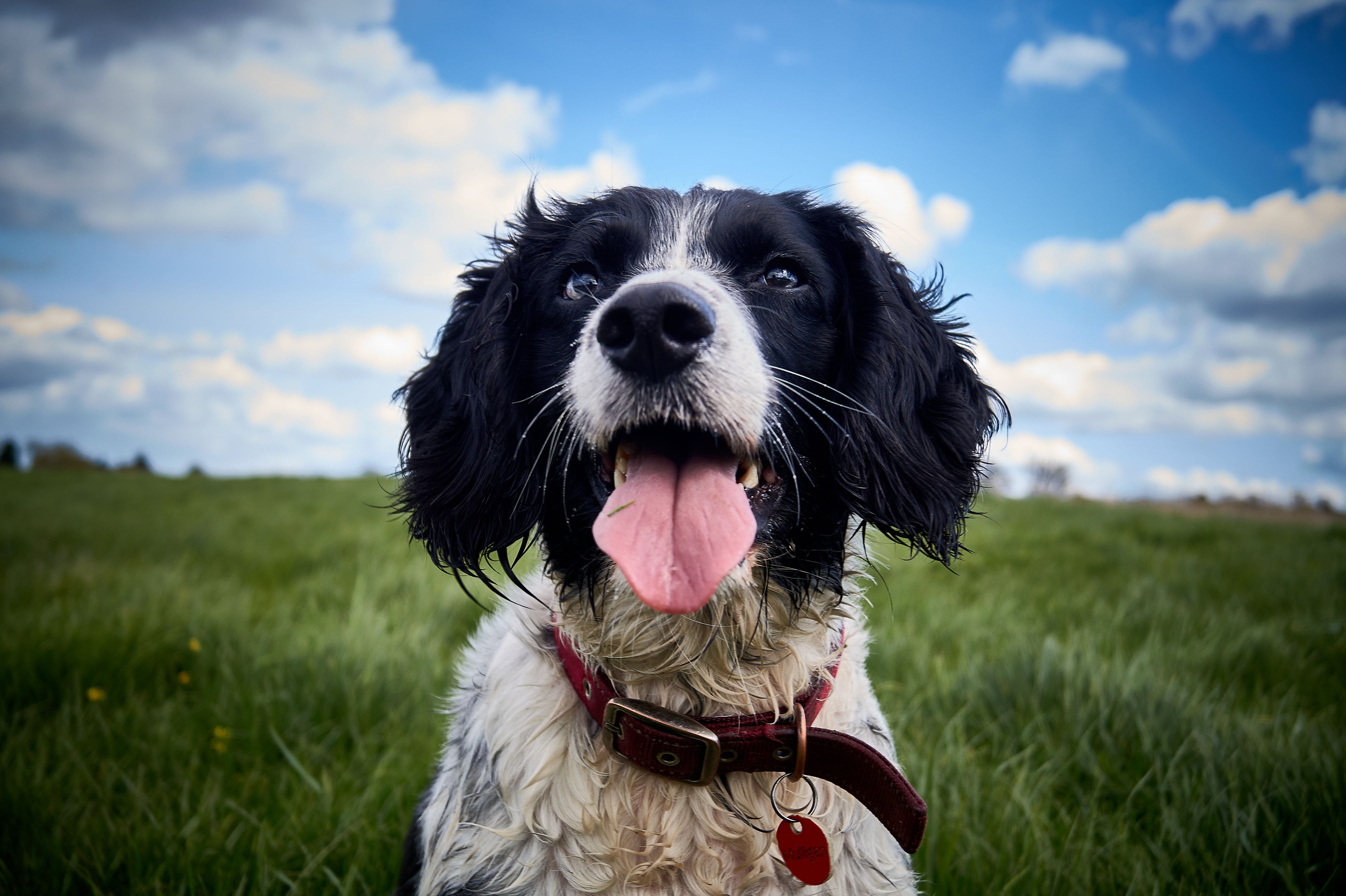 Close Up Photo of a Furry Dog · Free Stock Photo