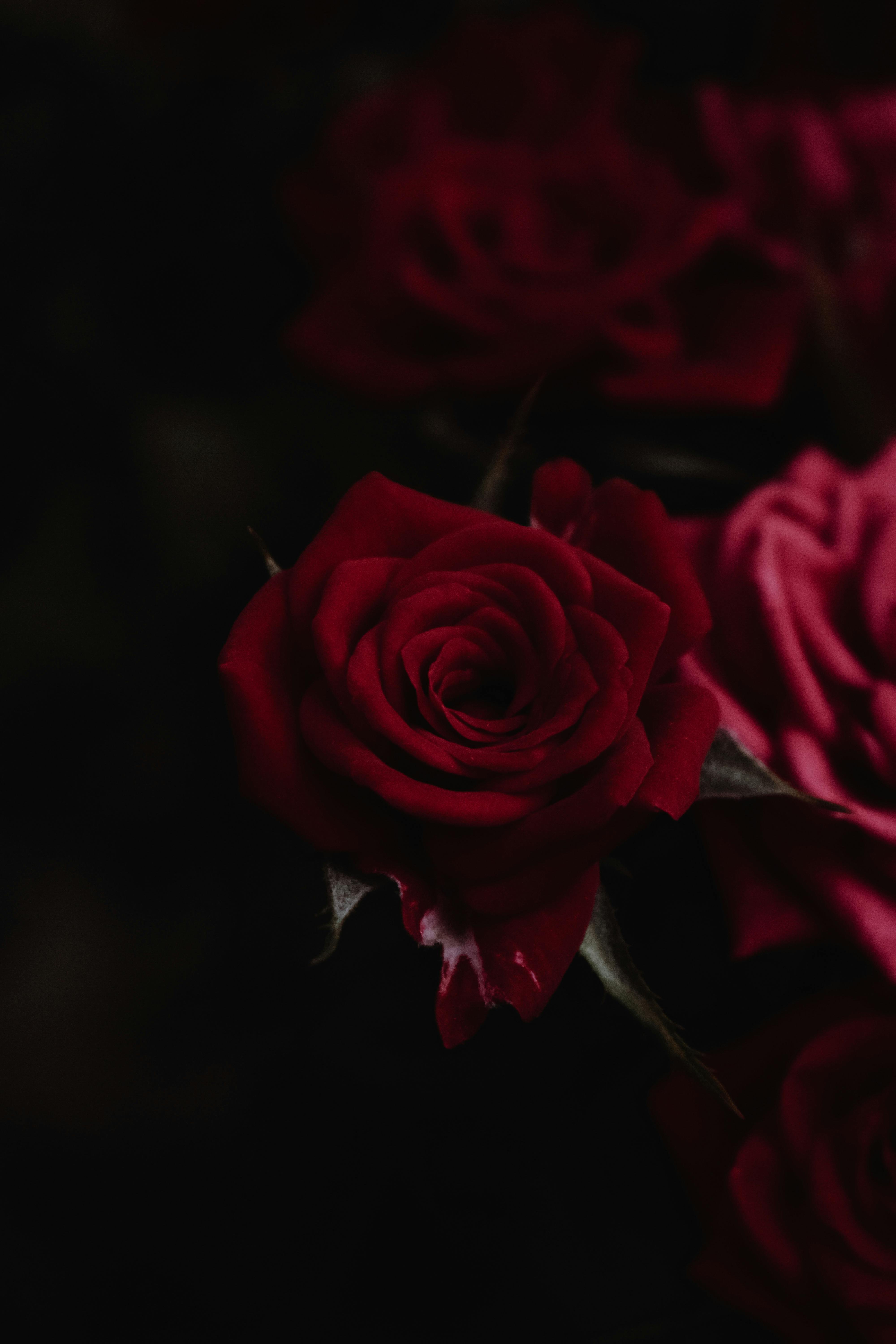 Real Black And Red Roses