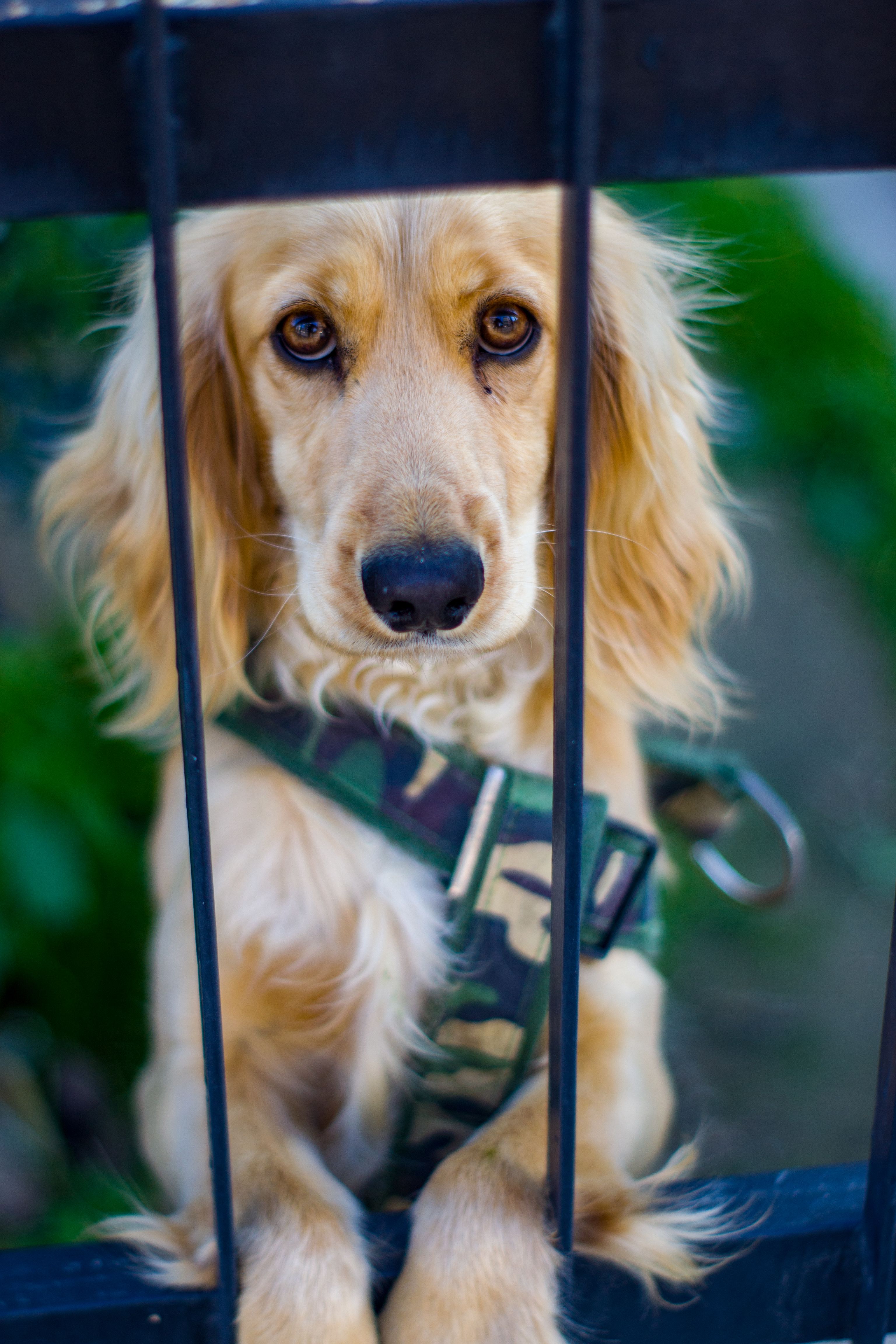 Close Up Photo of a Dog Behind the Fence · Free Stock Photo
