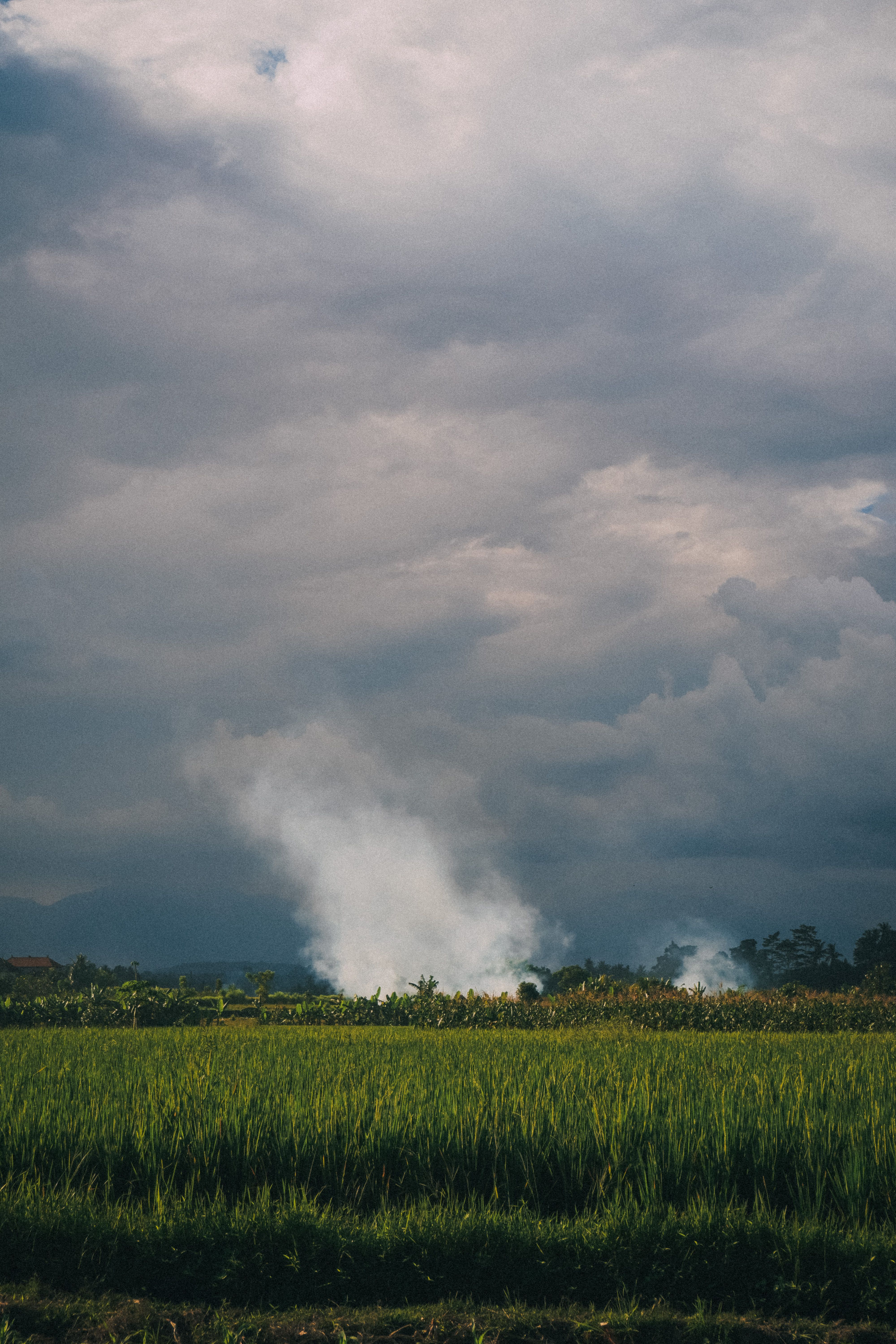 Yellow Rolling Fields · Free Stock Photo