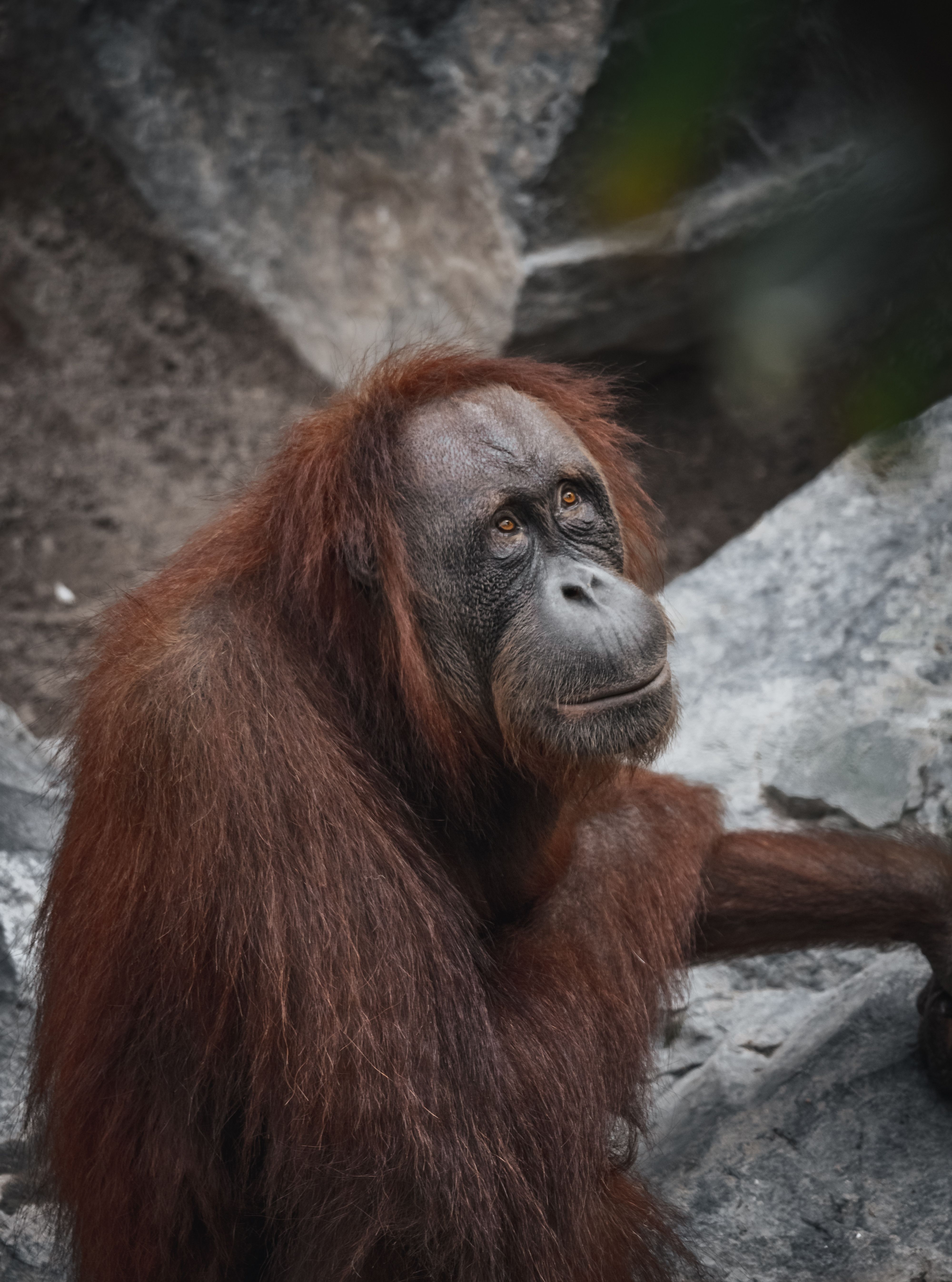 Brown Monkey beside Gray Rock Formation · Free Stock Photo