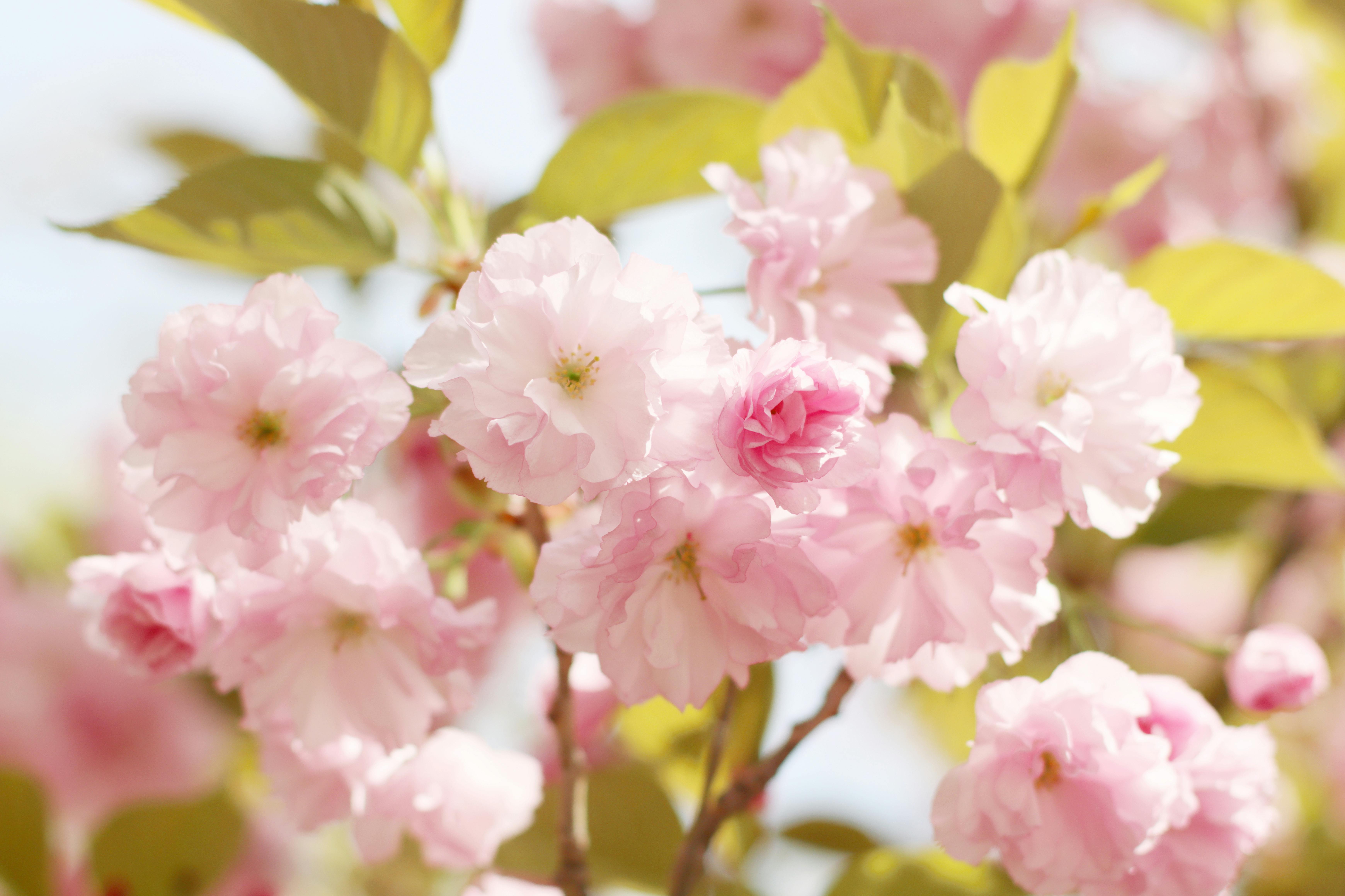 Pink Cherry Blossom Flowers in Bloom · Free Stock Photo
