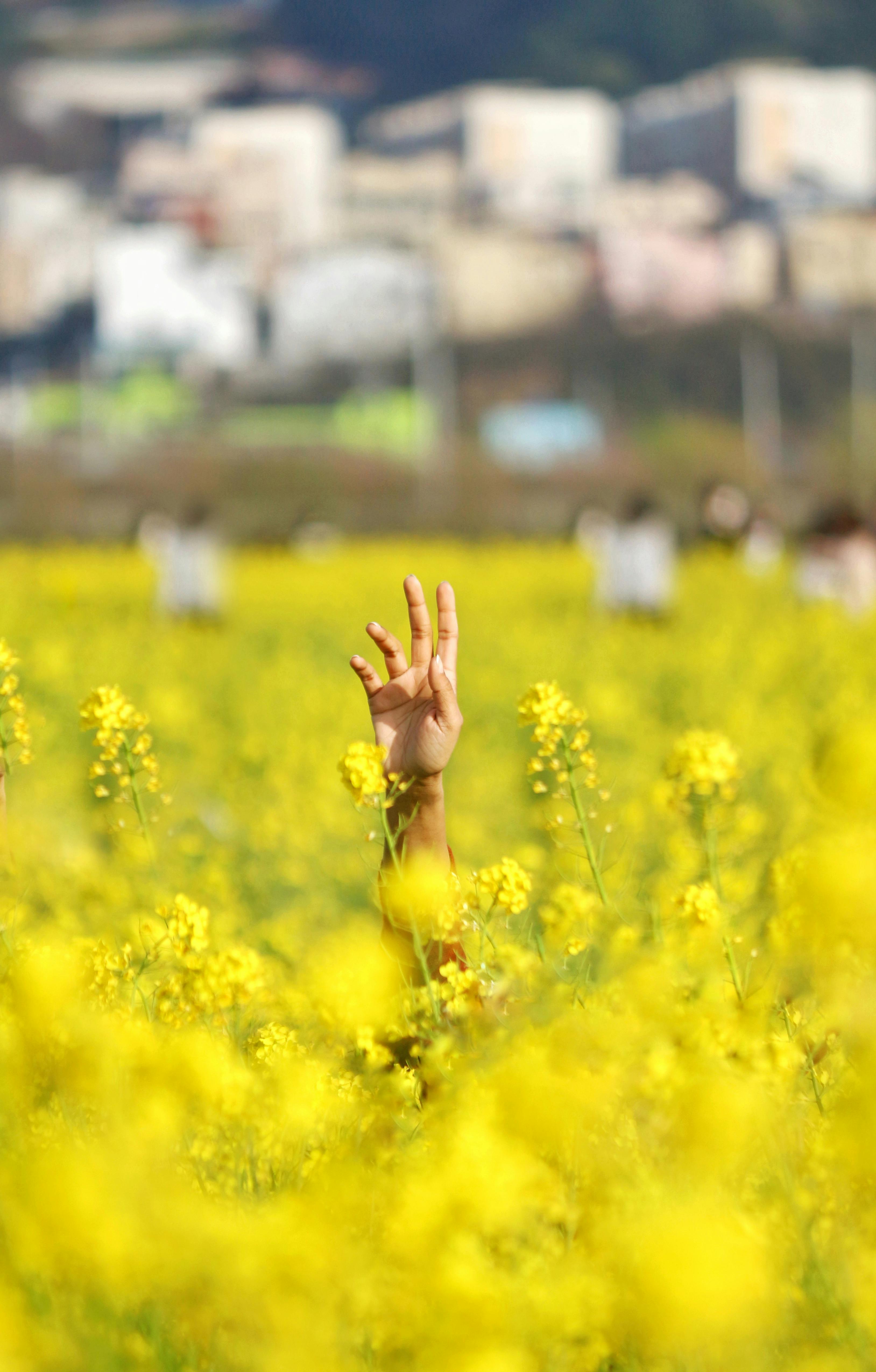 Human Hand in the Middle of Flower Field · Free Stock Photo