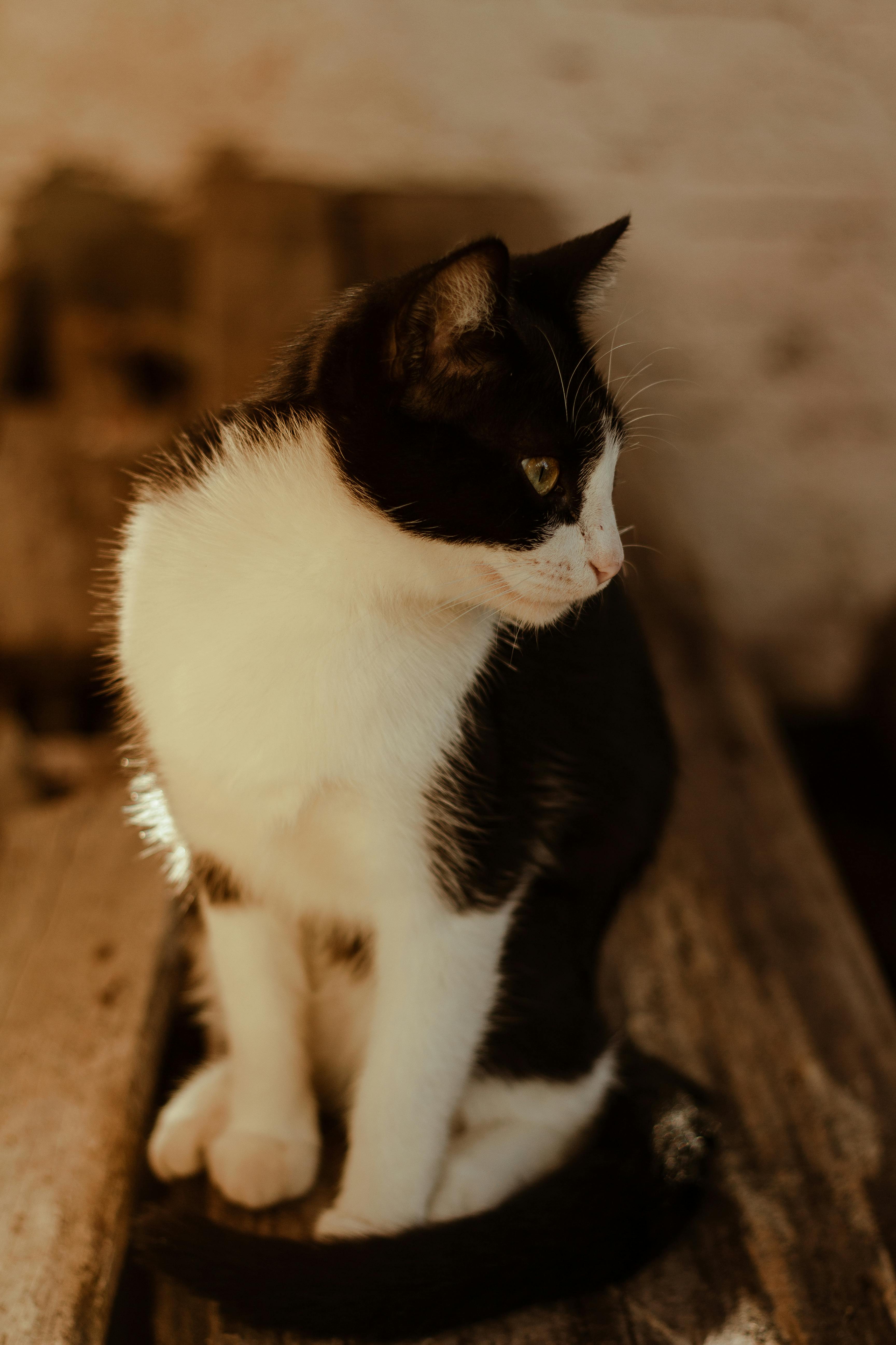 Close-up of a the Front Legs of a Cat · Free Stock Photo
