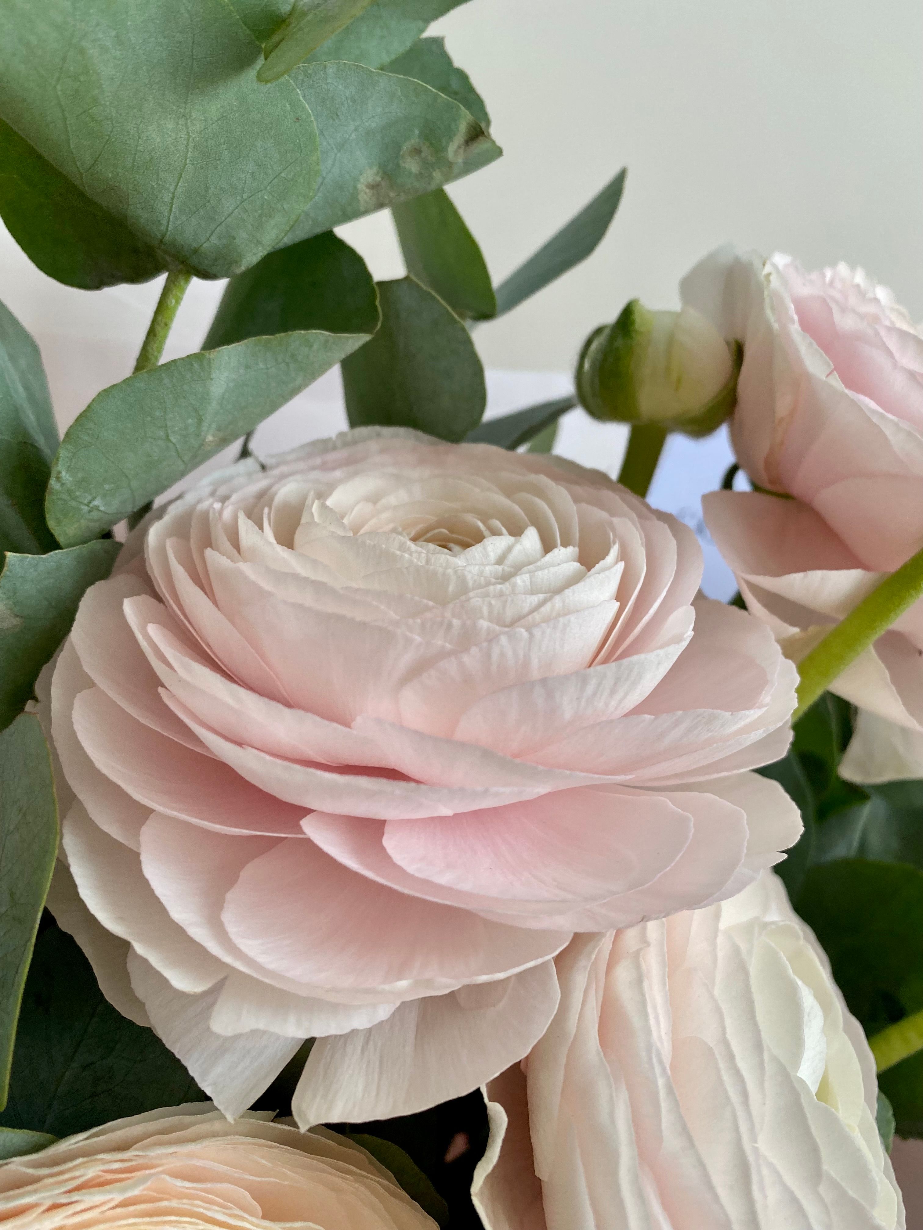 Closeup of Pastel Pink Peonies · Free Stock Photo