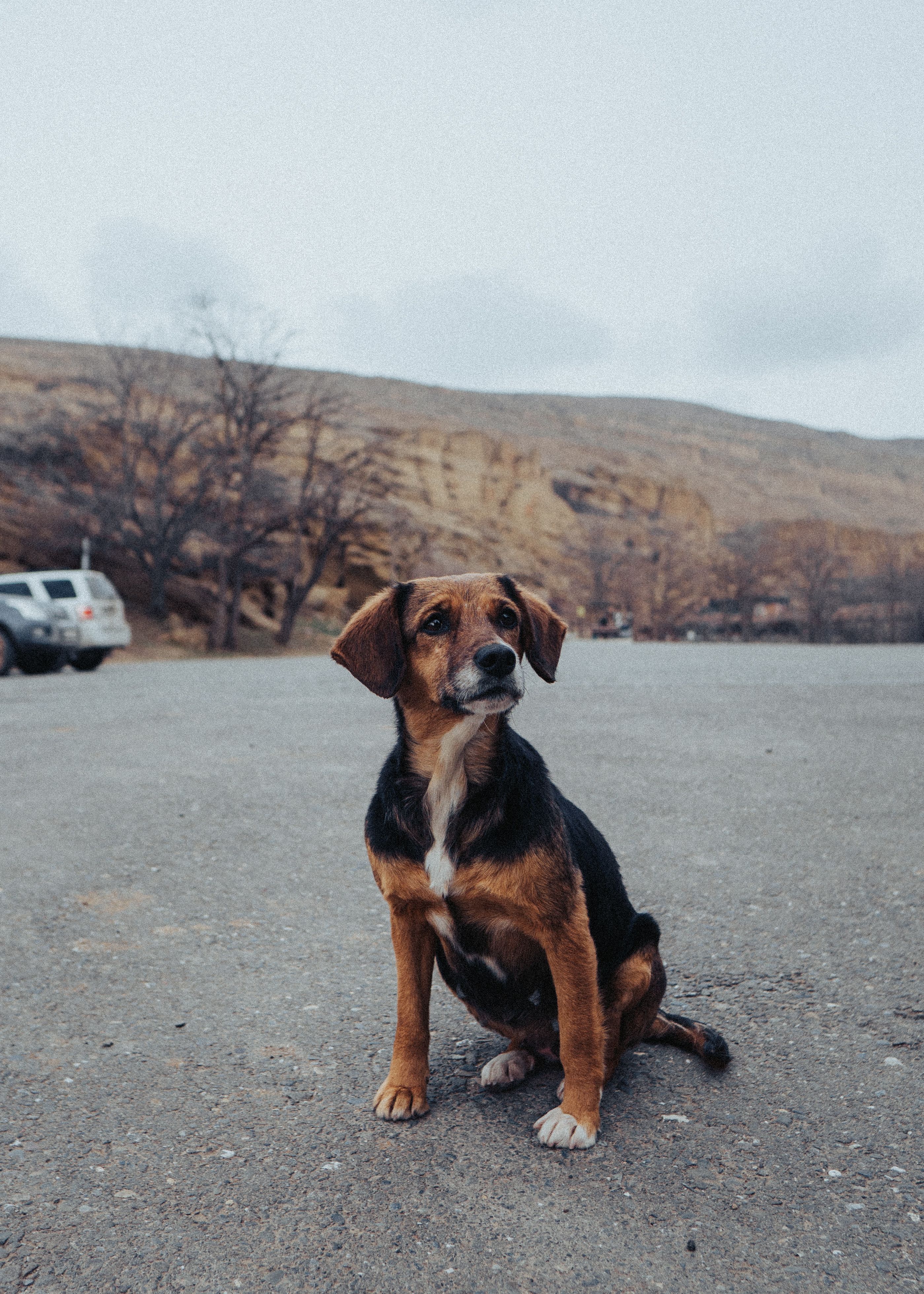Greek Harehound Dog sitting on a Pavement · Free Stock Photo