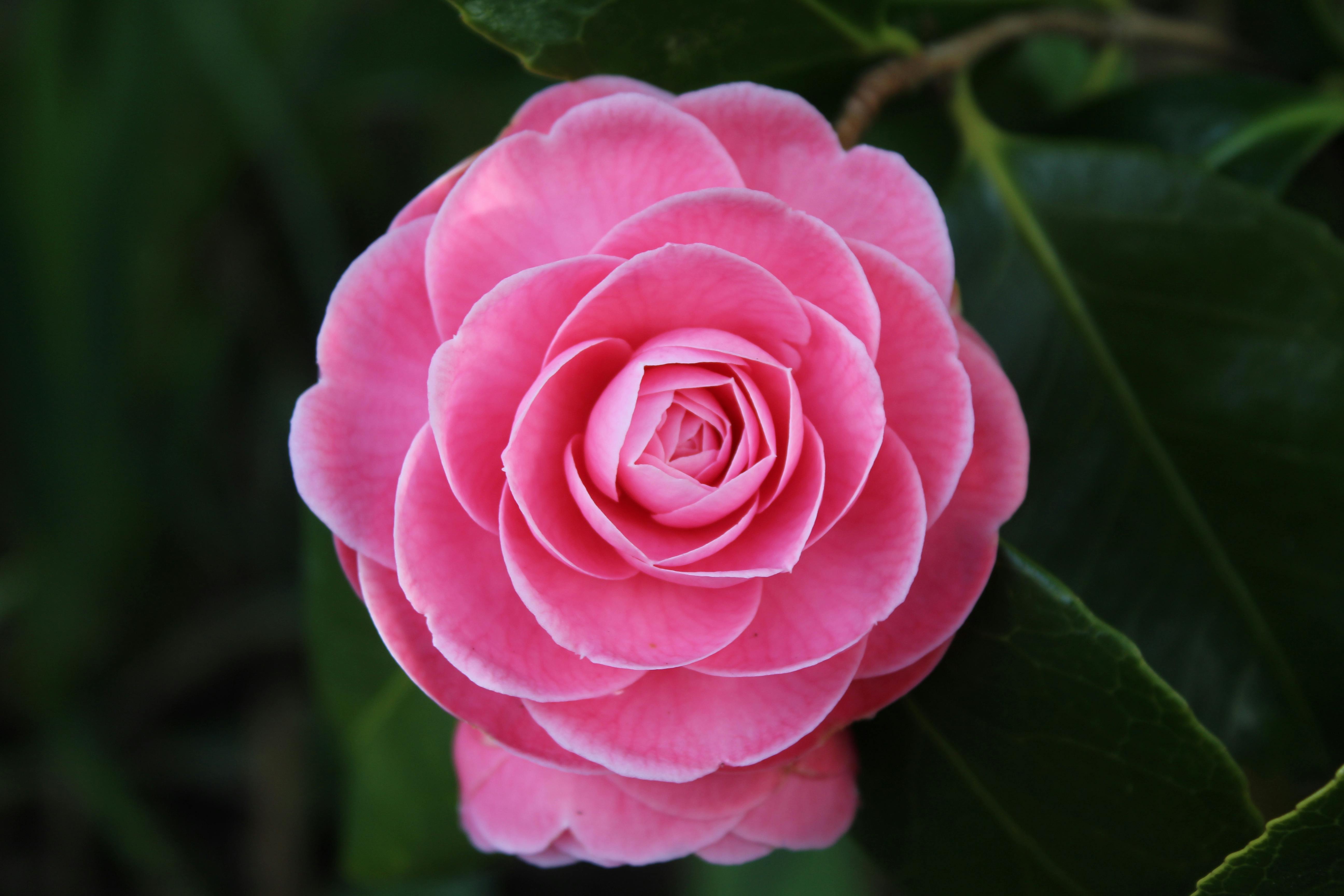 Close-Up Shot of a Camellia Flower · Free Stock Photo