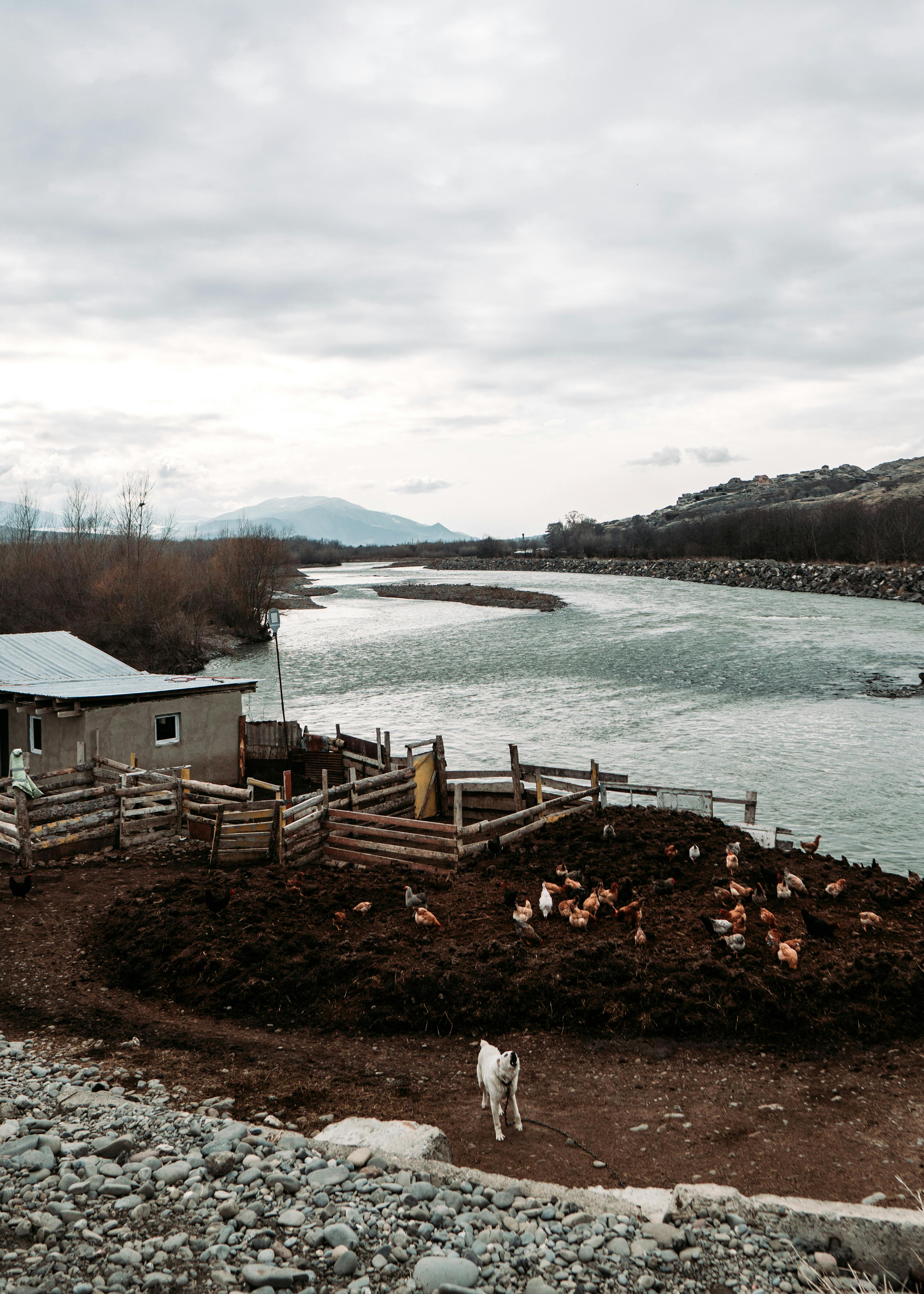 Farm Animals Near the River · Free Stock Photo