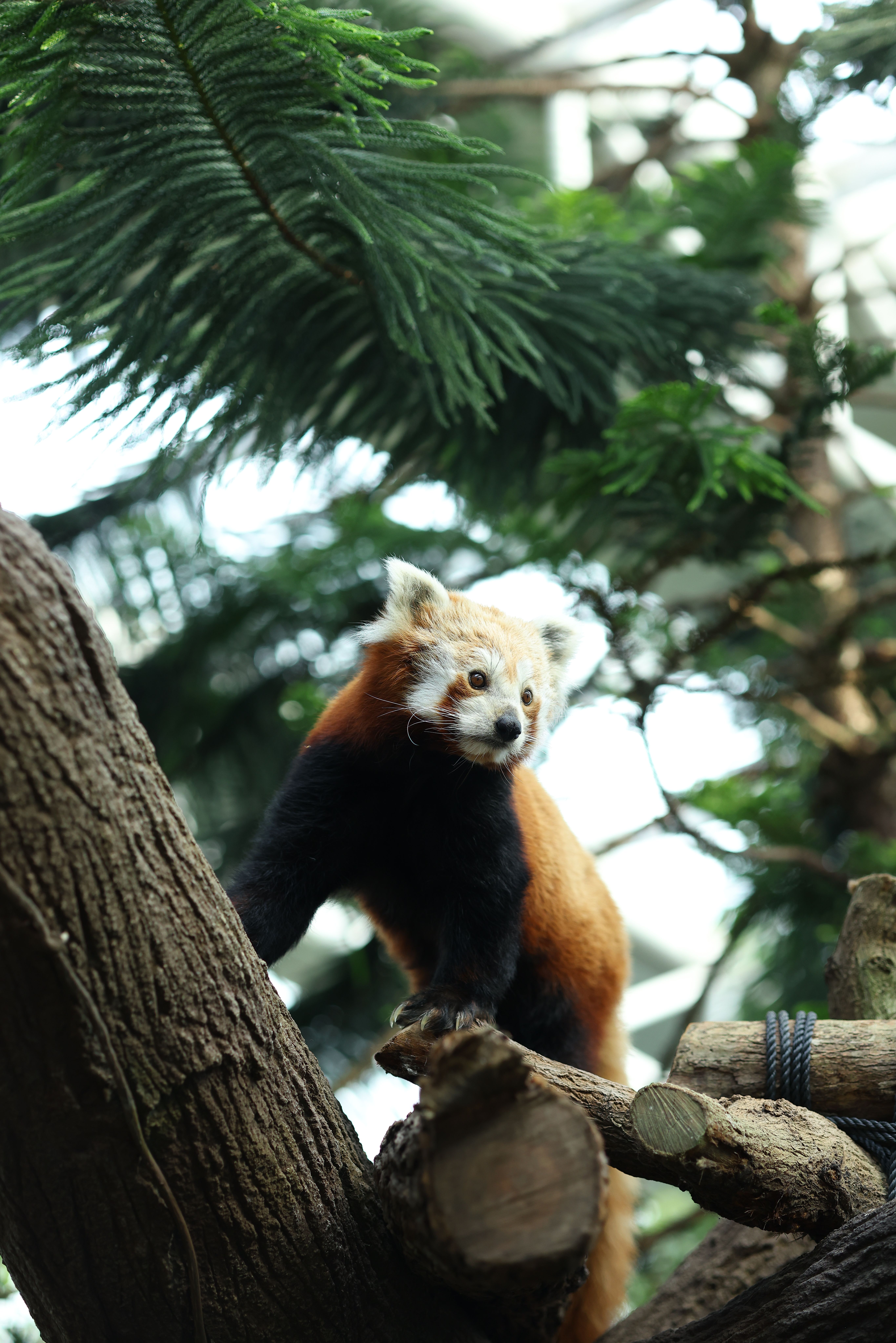 Brown and Black Panda on Tree · Free Stock Photo