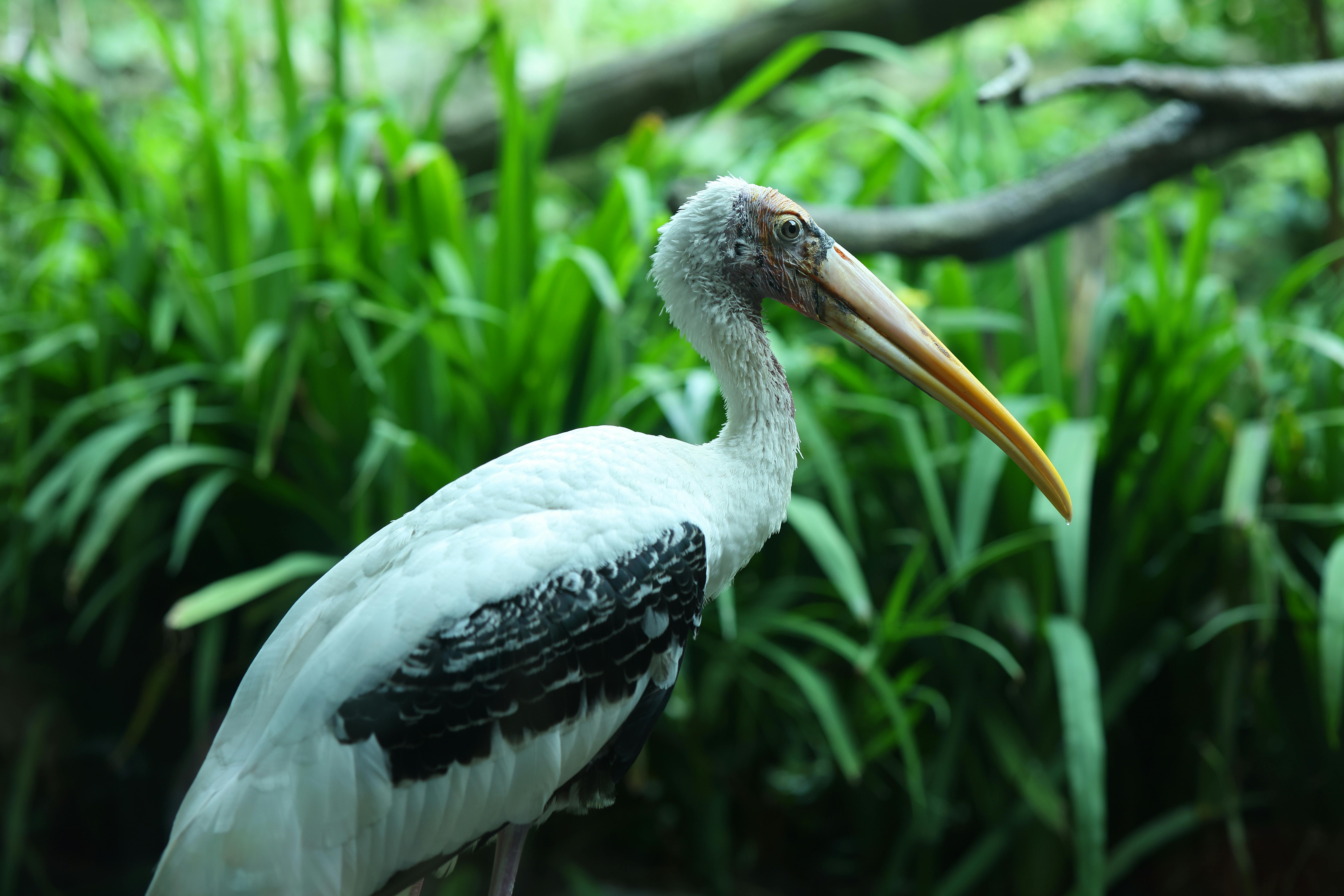 Crane Bird in Close Up Shot · Free Stock Photo
