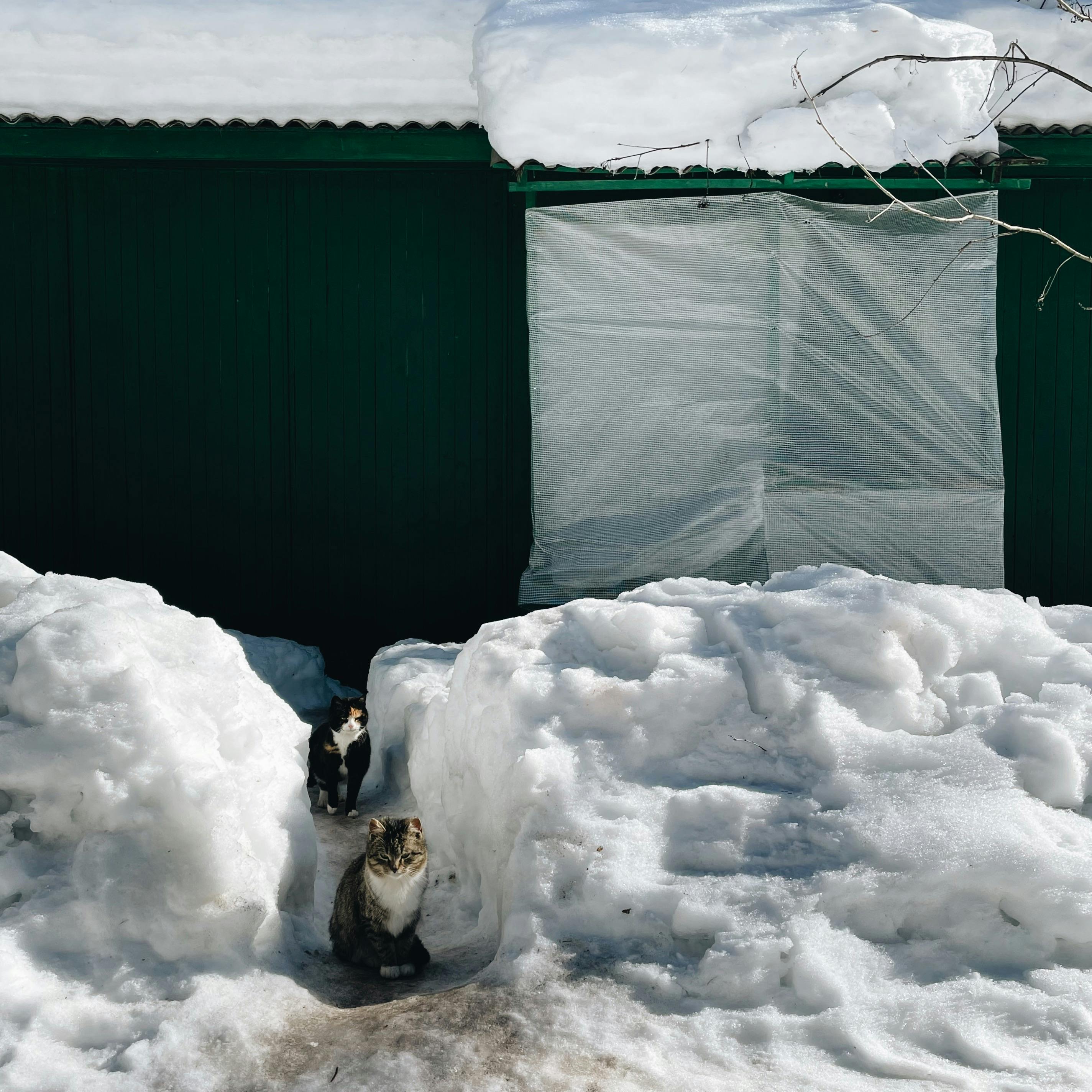 Cats Cold Photos, Download The BEST Free Cats Cold Stock Photos & HD Images