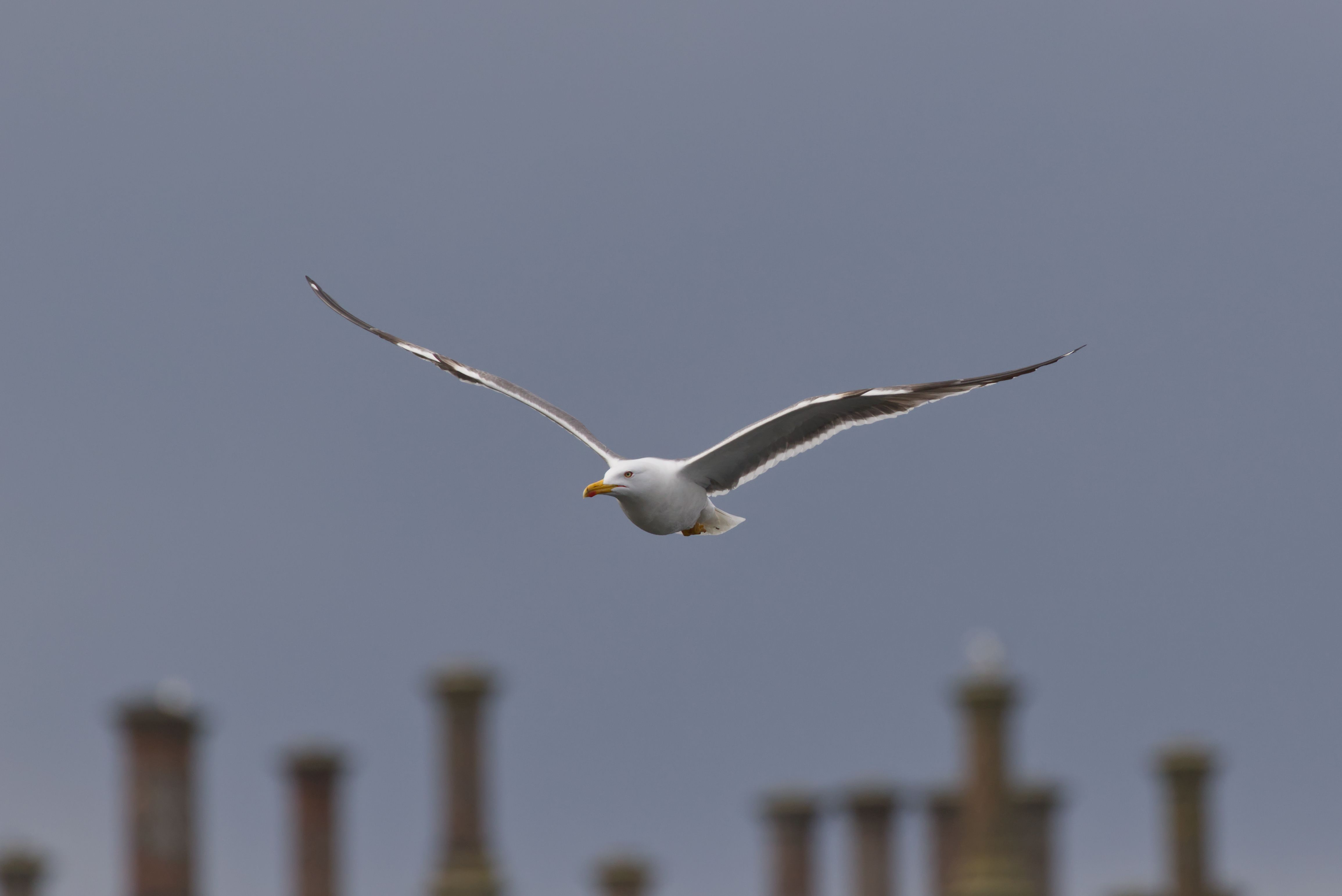 Close-Up Shot of Seagull Flying in the Sky · Free Stock Photo