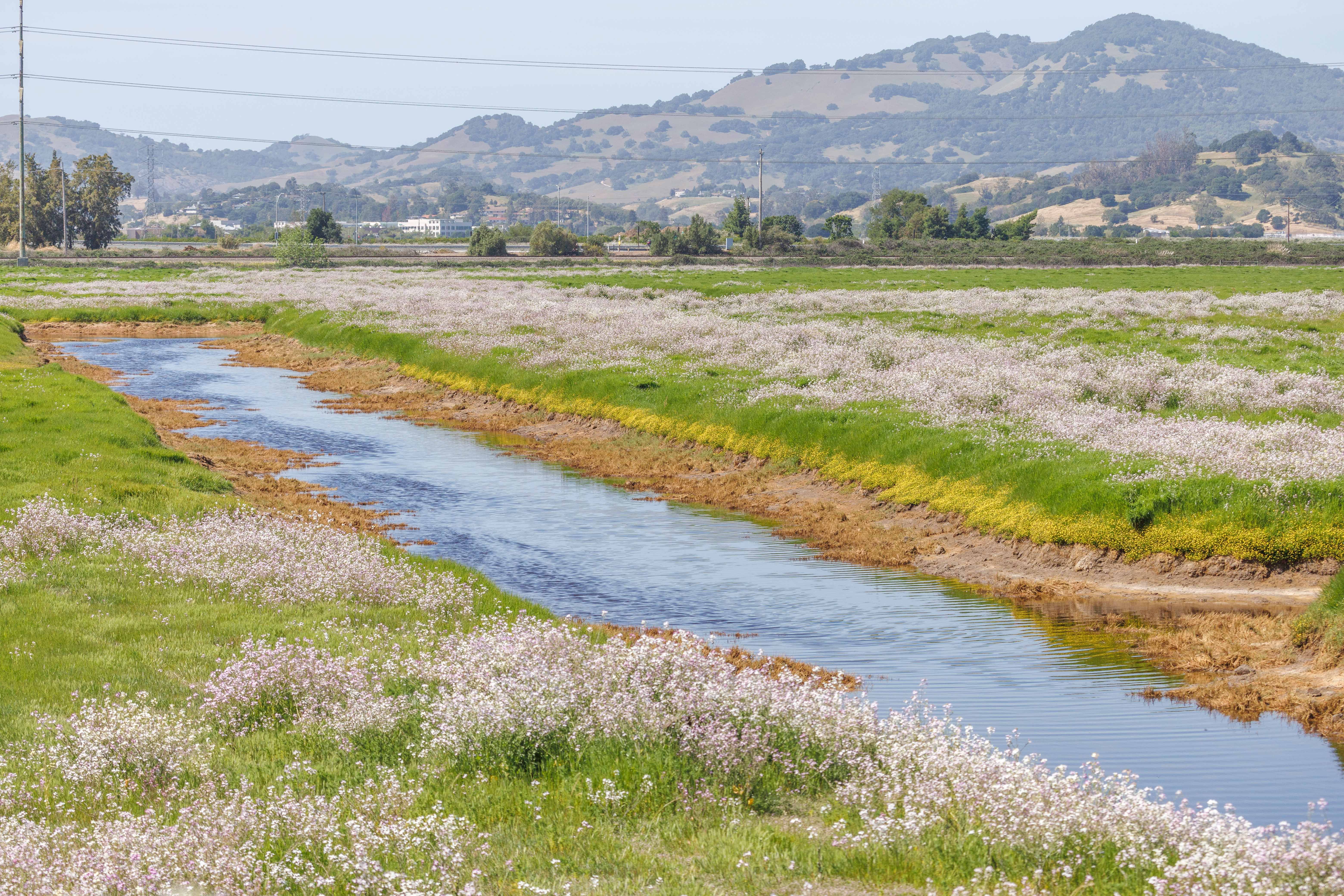 Green Grass Field Near the River · Free Stock Photo