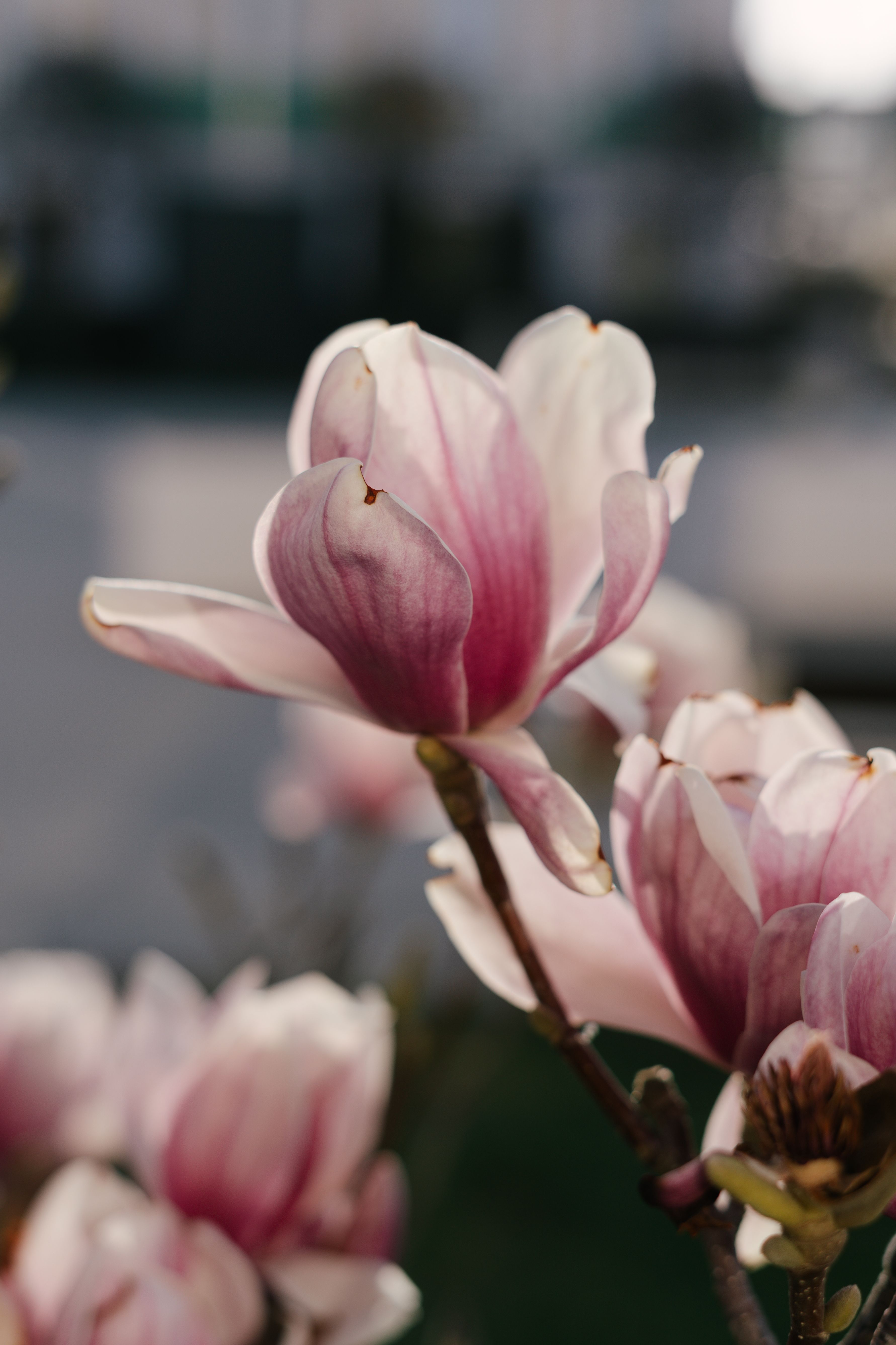 Close up of Pink Flowers with Dedication · Free Stock Photo