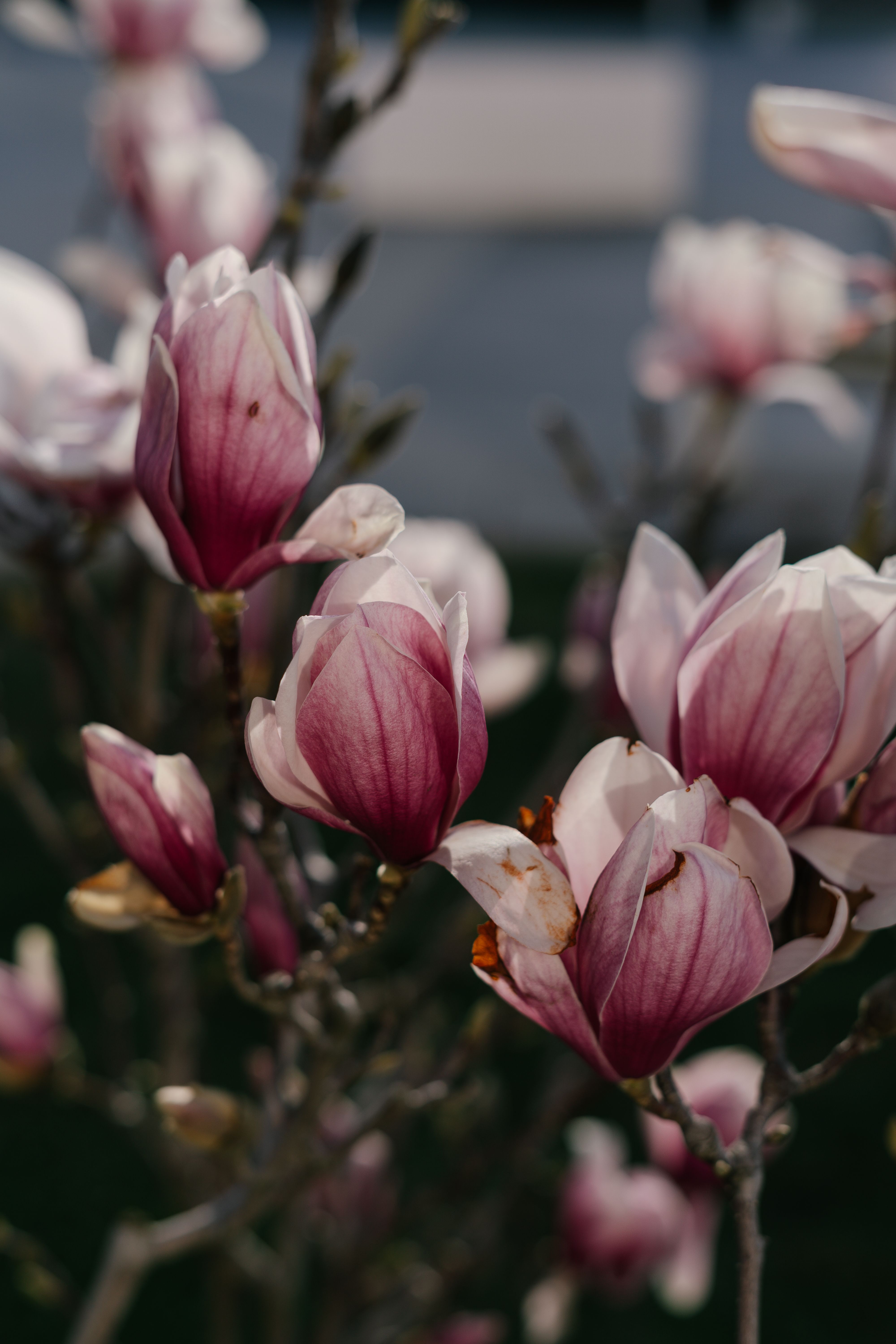 Close up of Pink Flowers with Dedication · Free Stock Photo