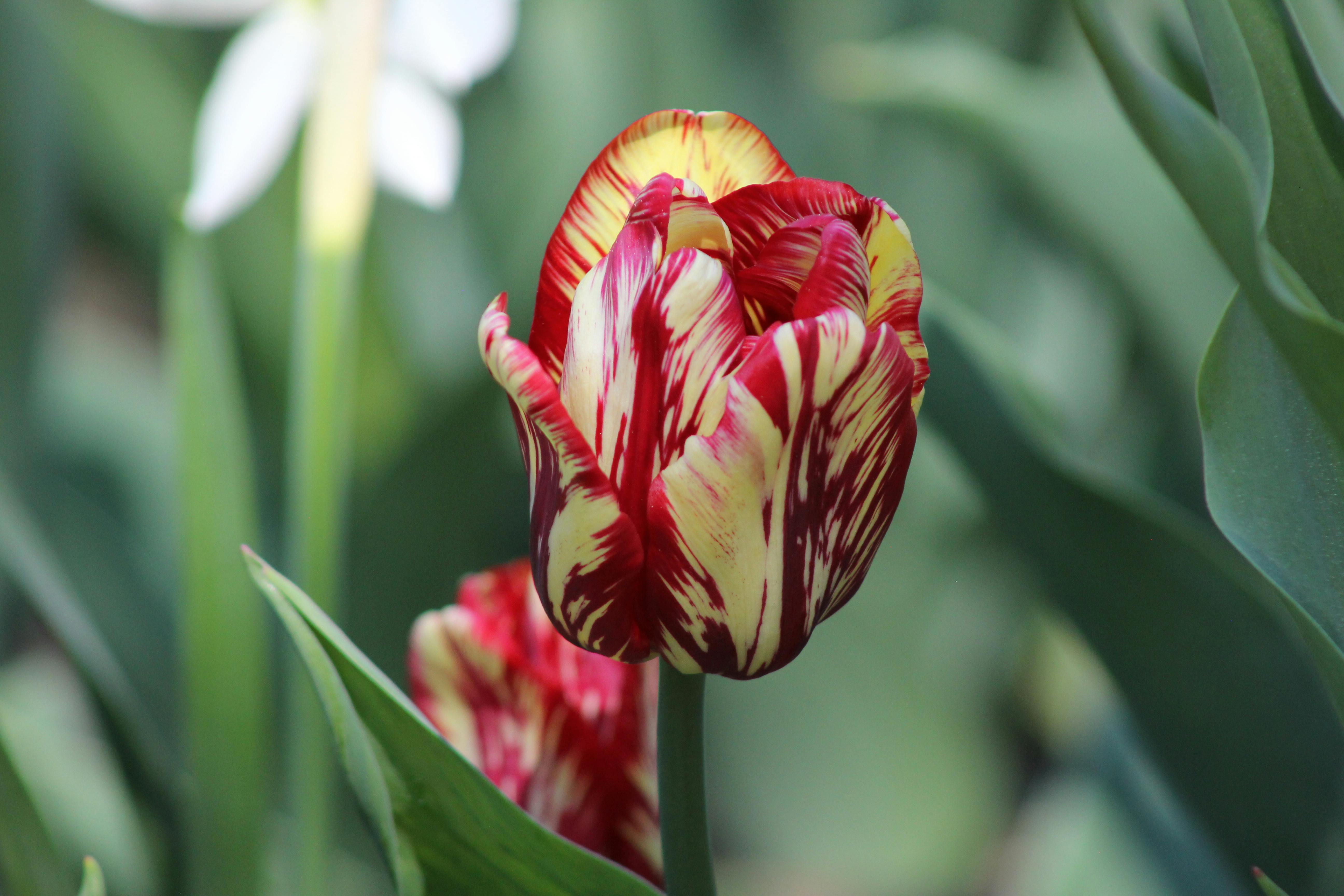 Tulip in Close Up Photography · Free Stock Photo