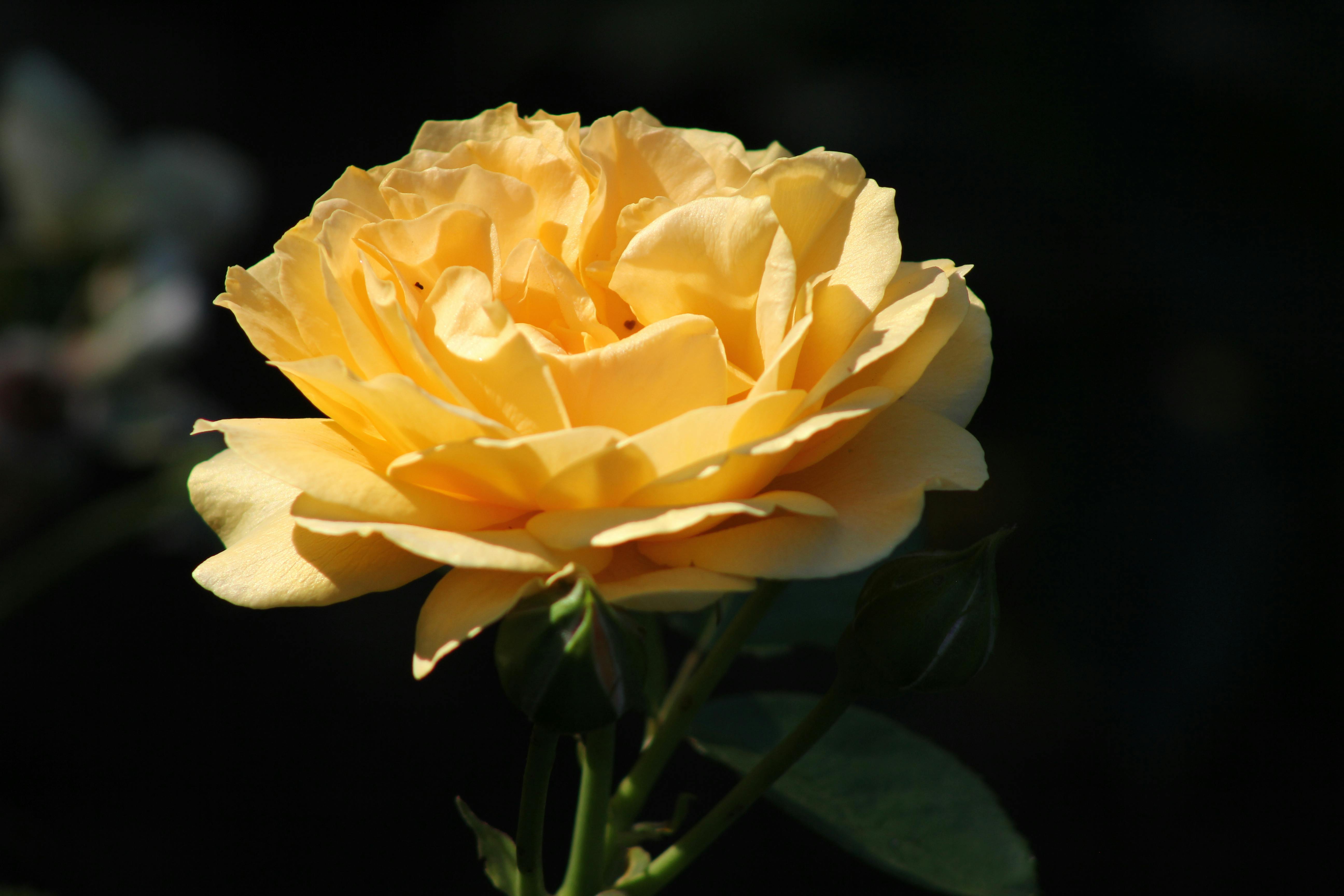 Yellow Rose in Close-up Photography · Free Stock Photo