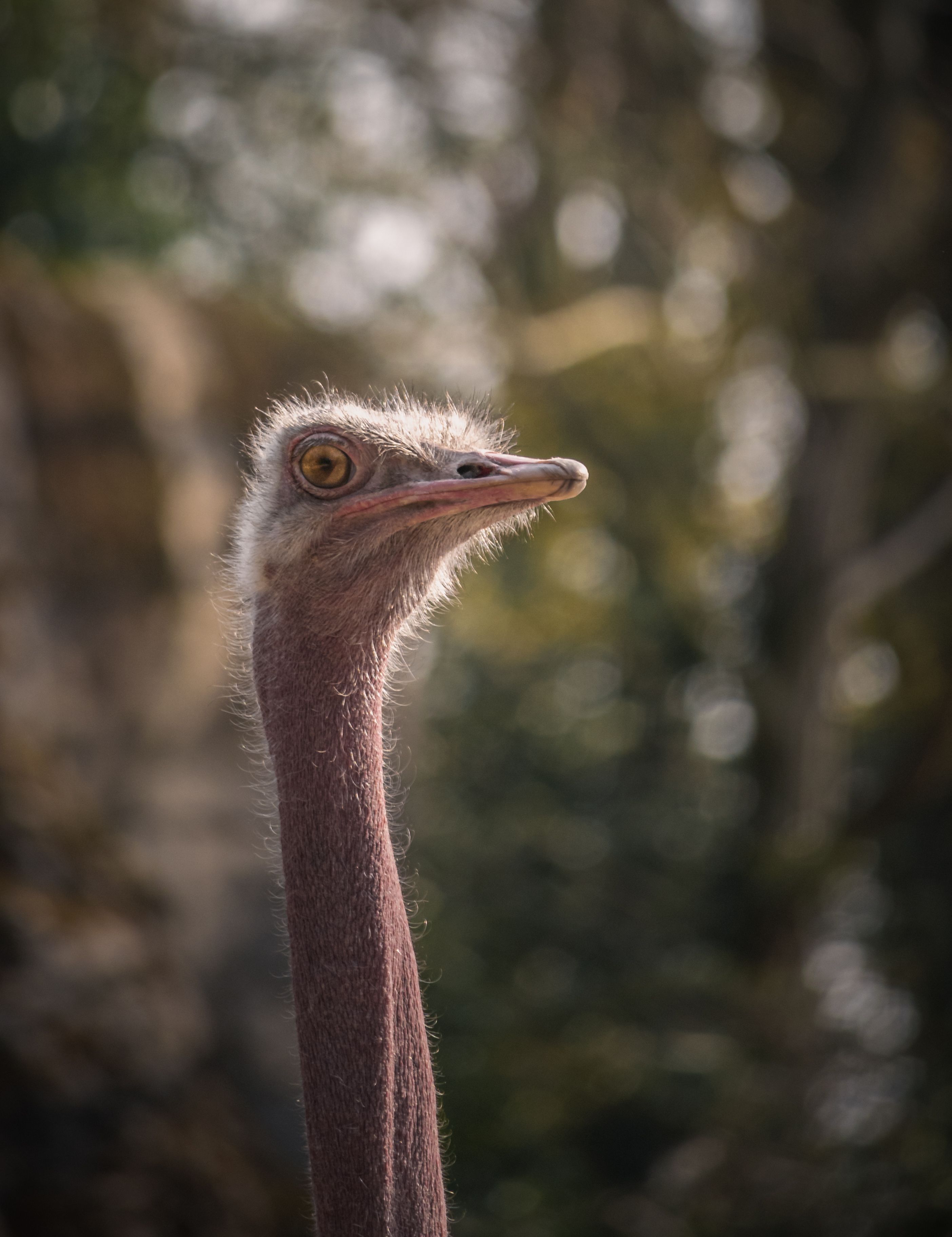 Gray Ostrich · Free Stock Photo
