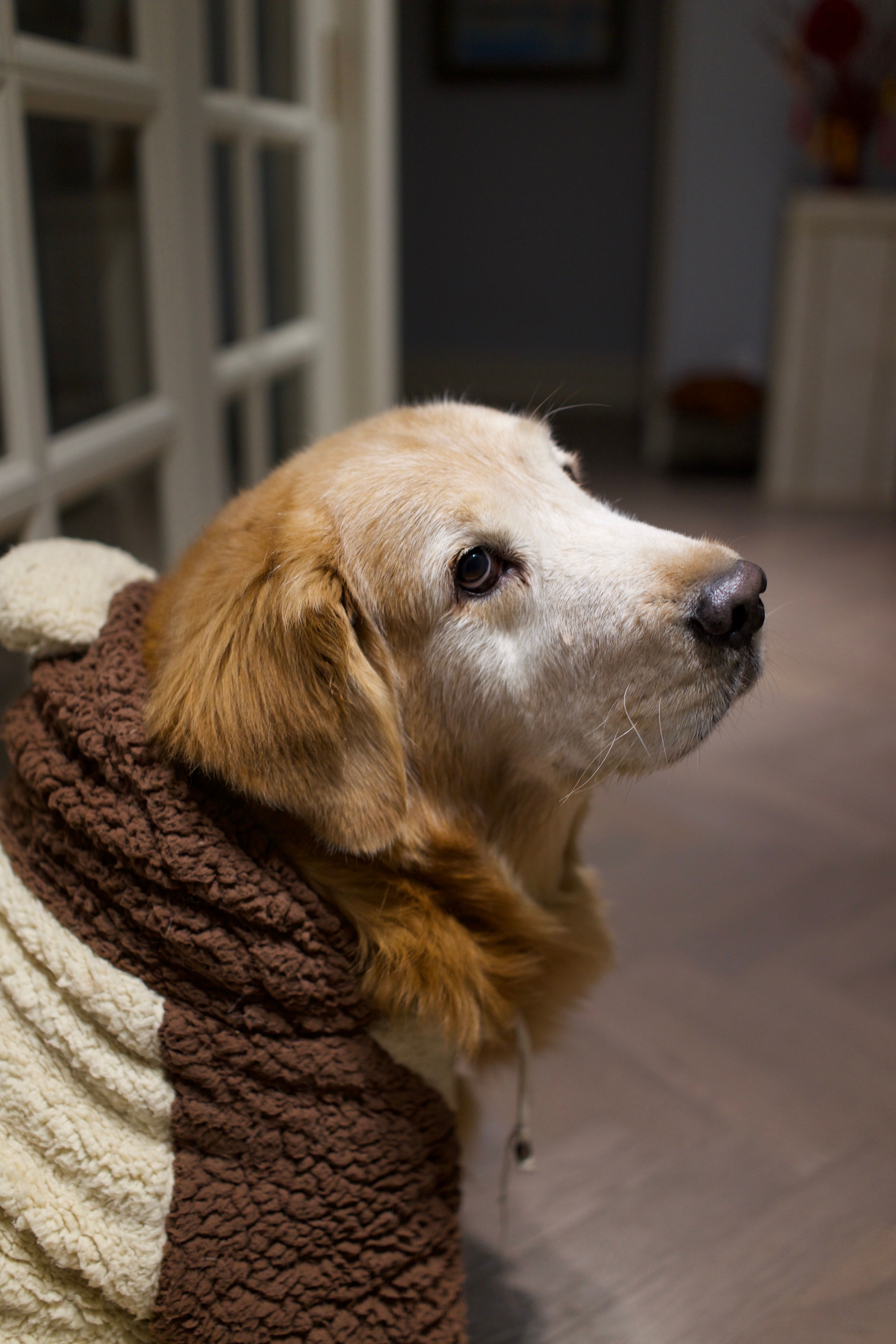 Golden Retriever Covered With Brown Thick Clothes · Free Stock Photo