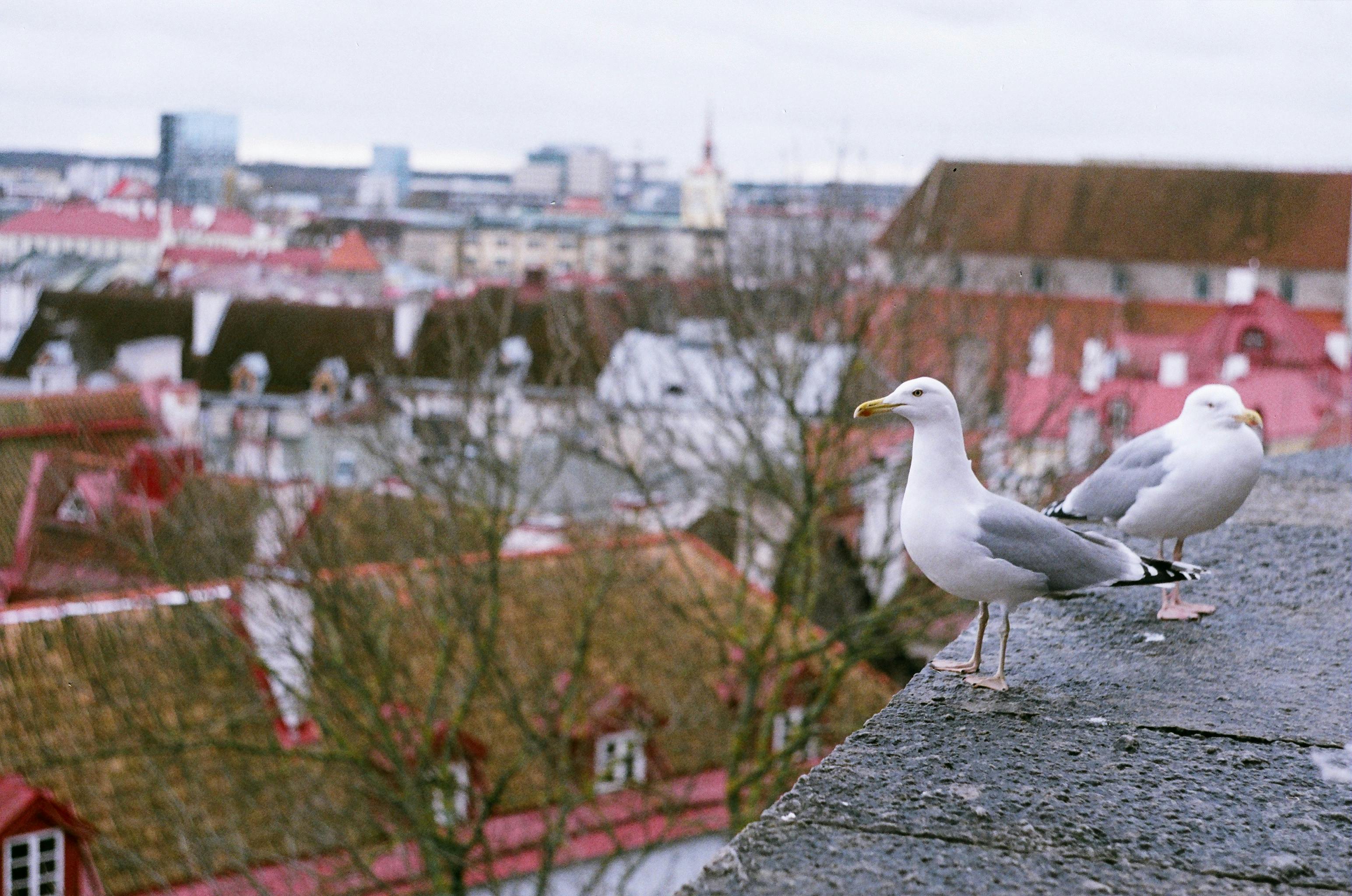 A Seagull Perched on a Ledge · Free Stock Photo