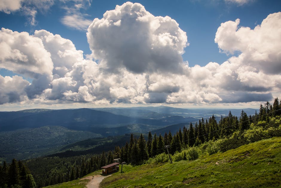 Forest Under Cloudy Sky · Free Stock Photo Forest Under Cloudy Sky · Free Stock Photo