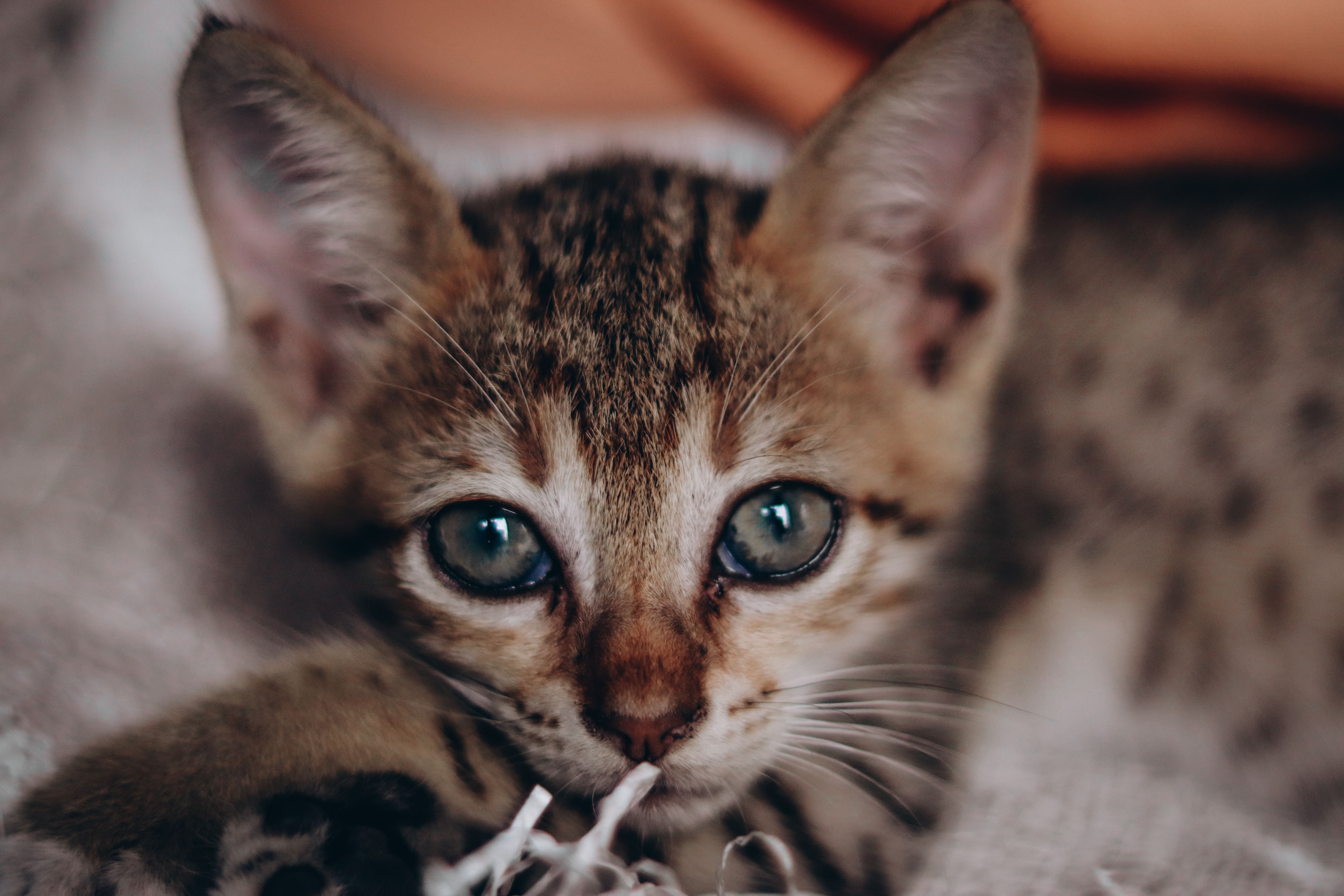 Portrait of Cute Kitten · Free Stock Photo