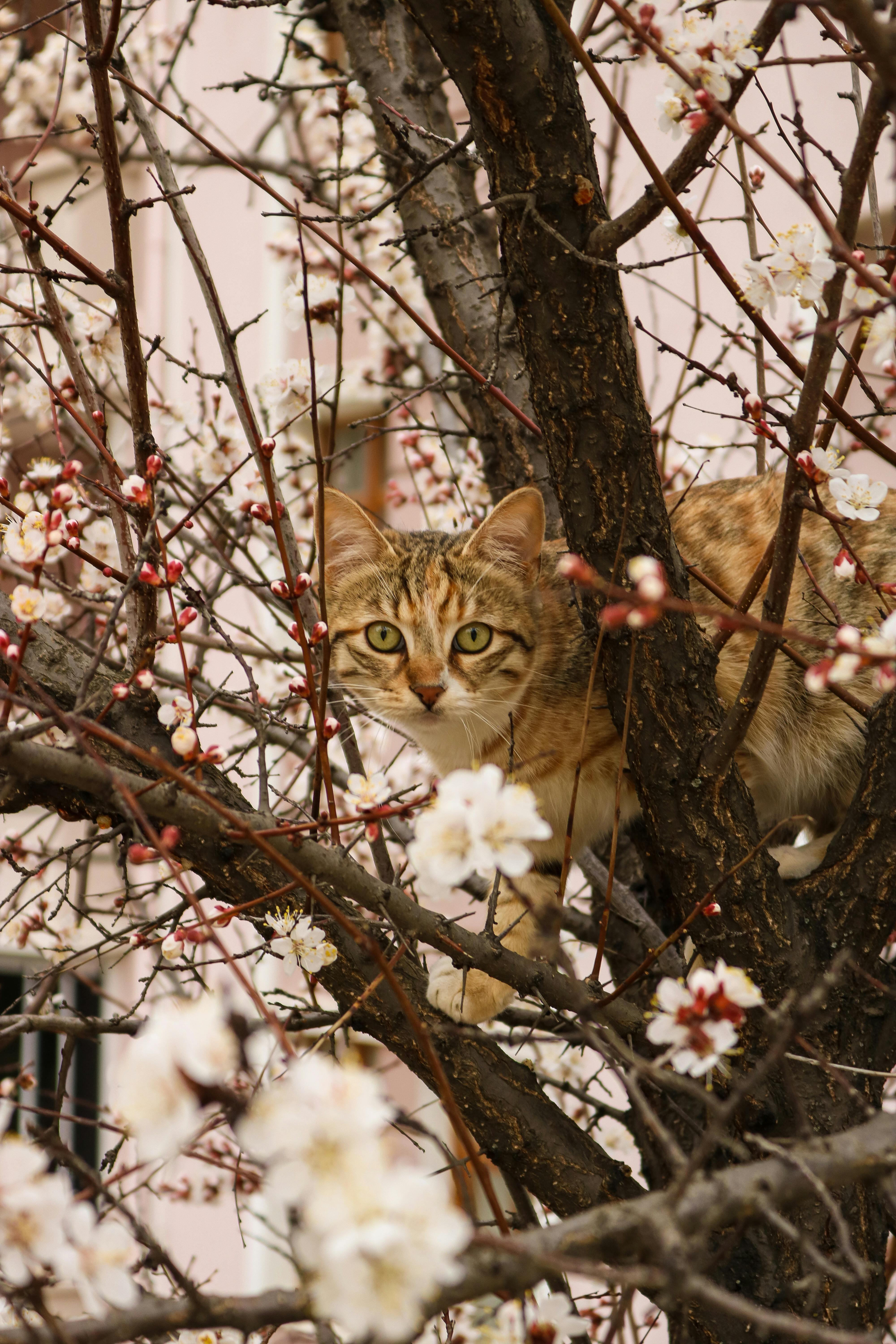Photograph of a Cat Near Tree Branches · Free Stock Photo