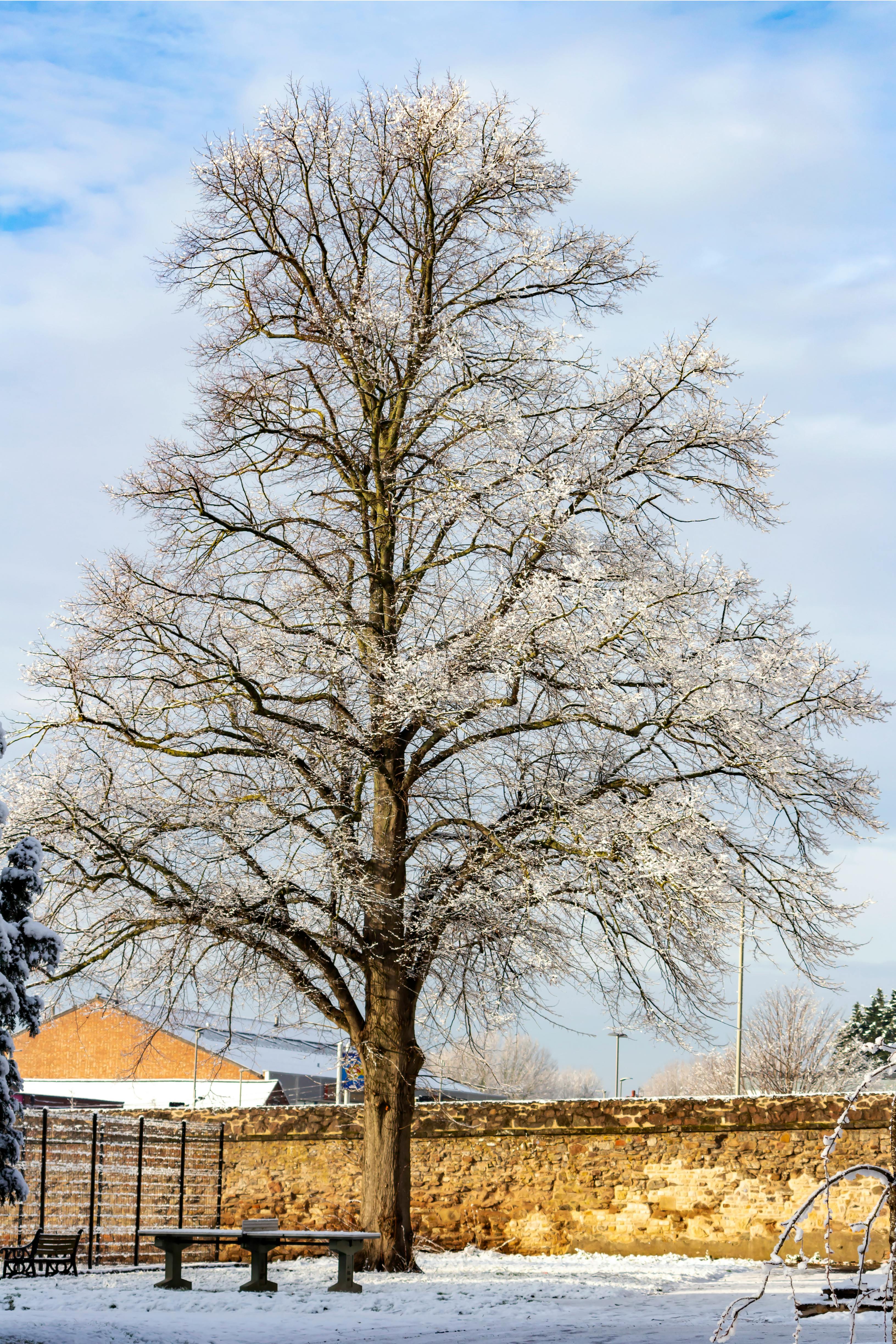 Brown Tree Lot on White Snow · Free Stock Photo