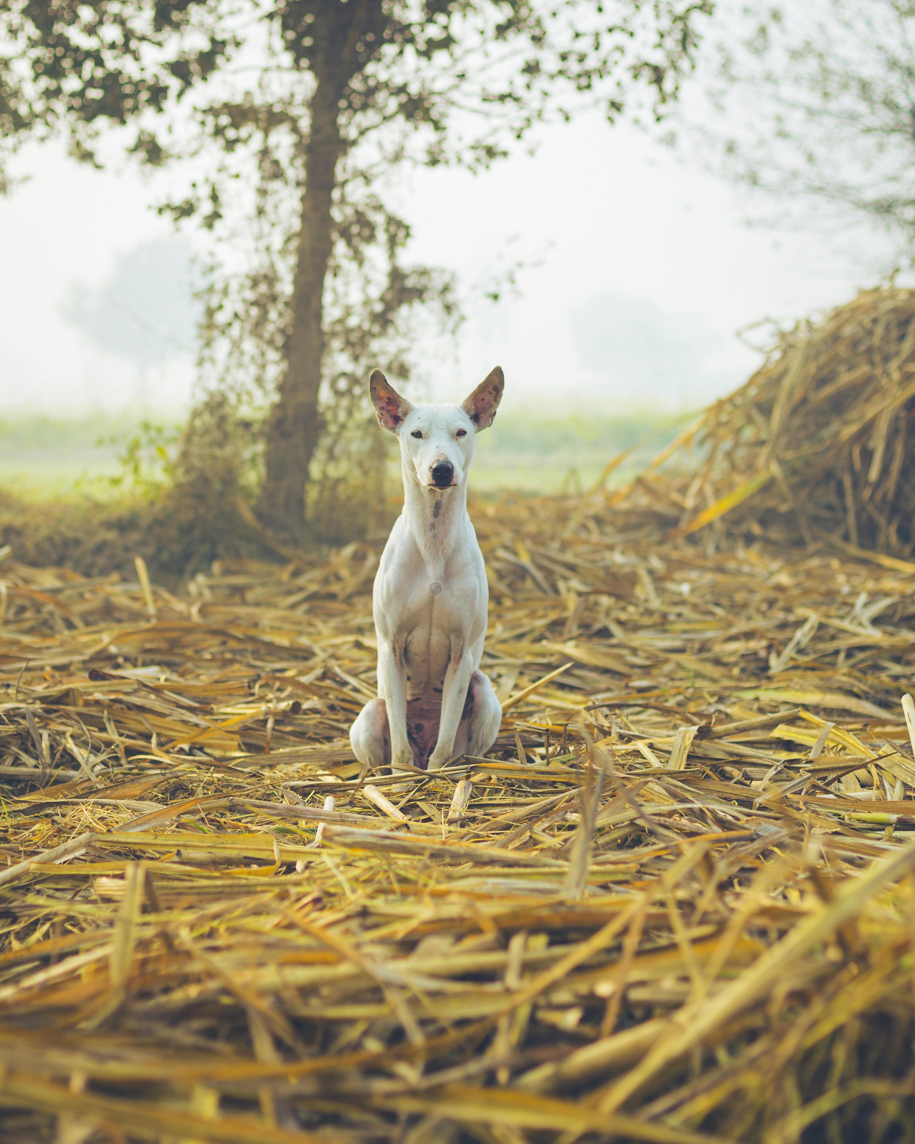 Photo of Dogs Running · Free Stock Photo