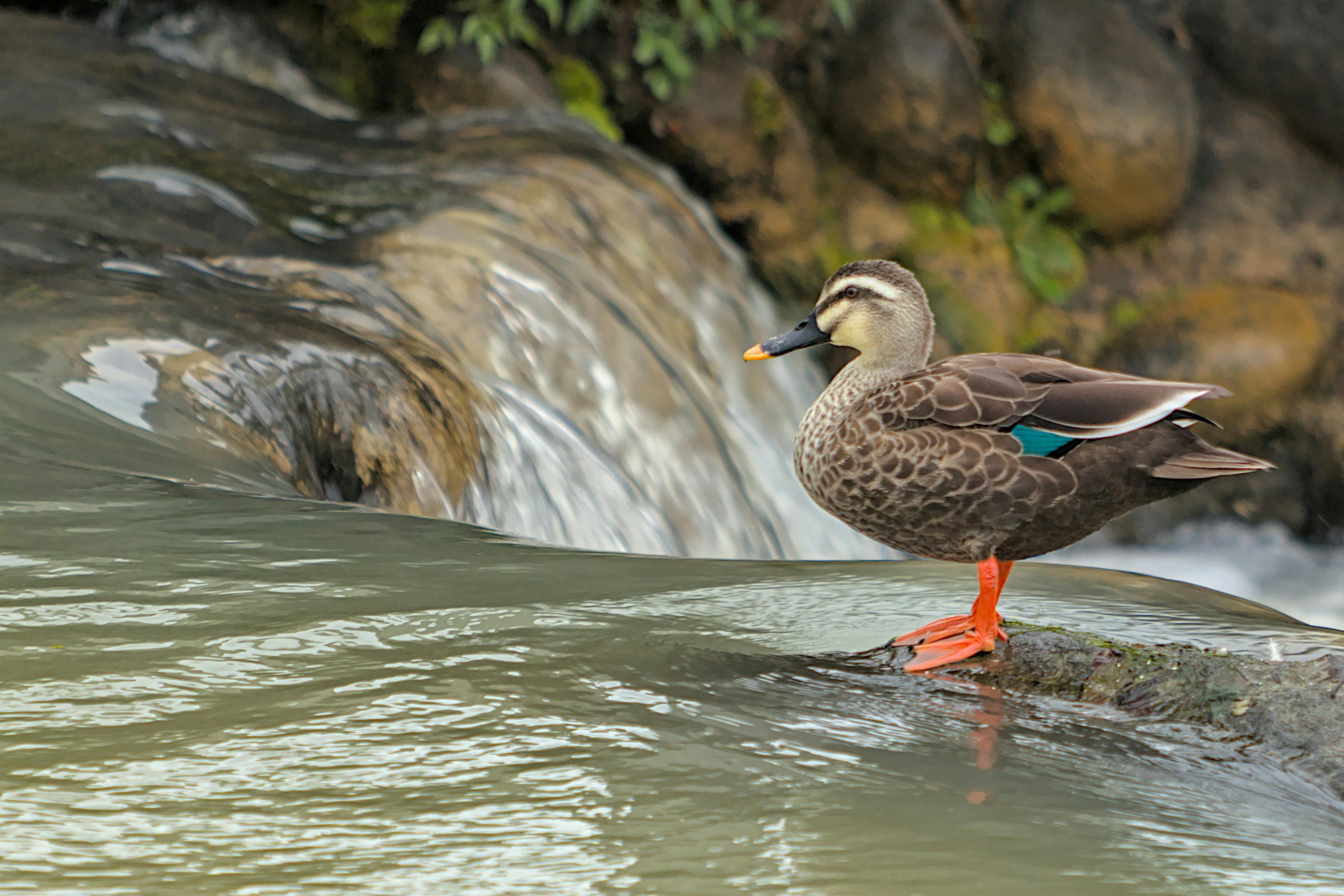 5,000+ Best Flowe Photos · 100% Free Download · Pexels Stock Photos