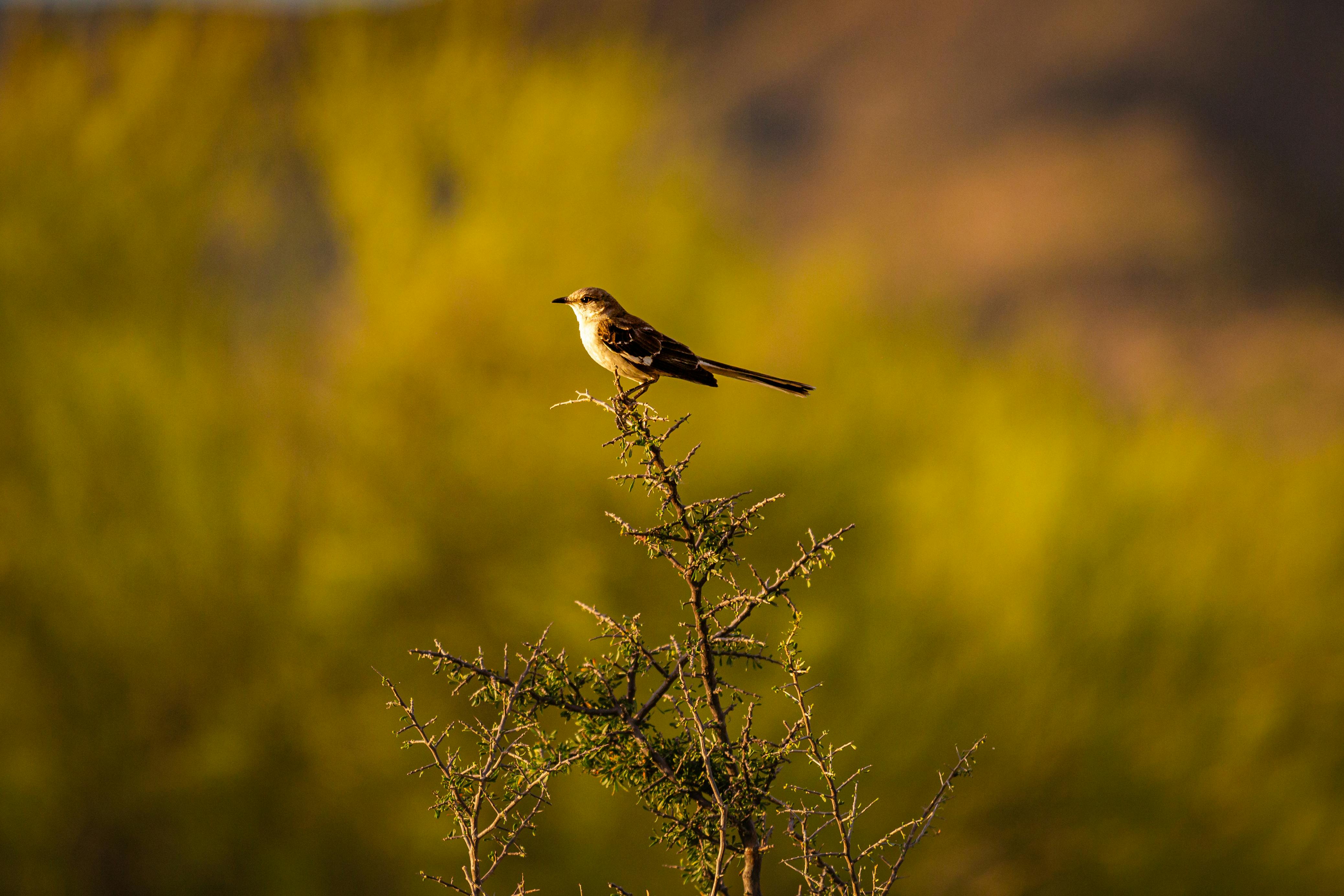 Selective Focus Photograph of a Northern Mockingbird on a Plant · Free ...
