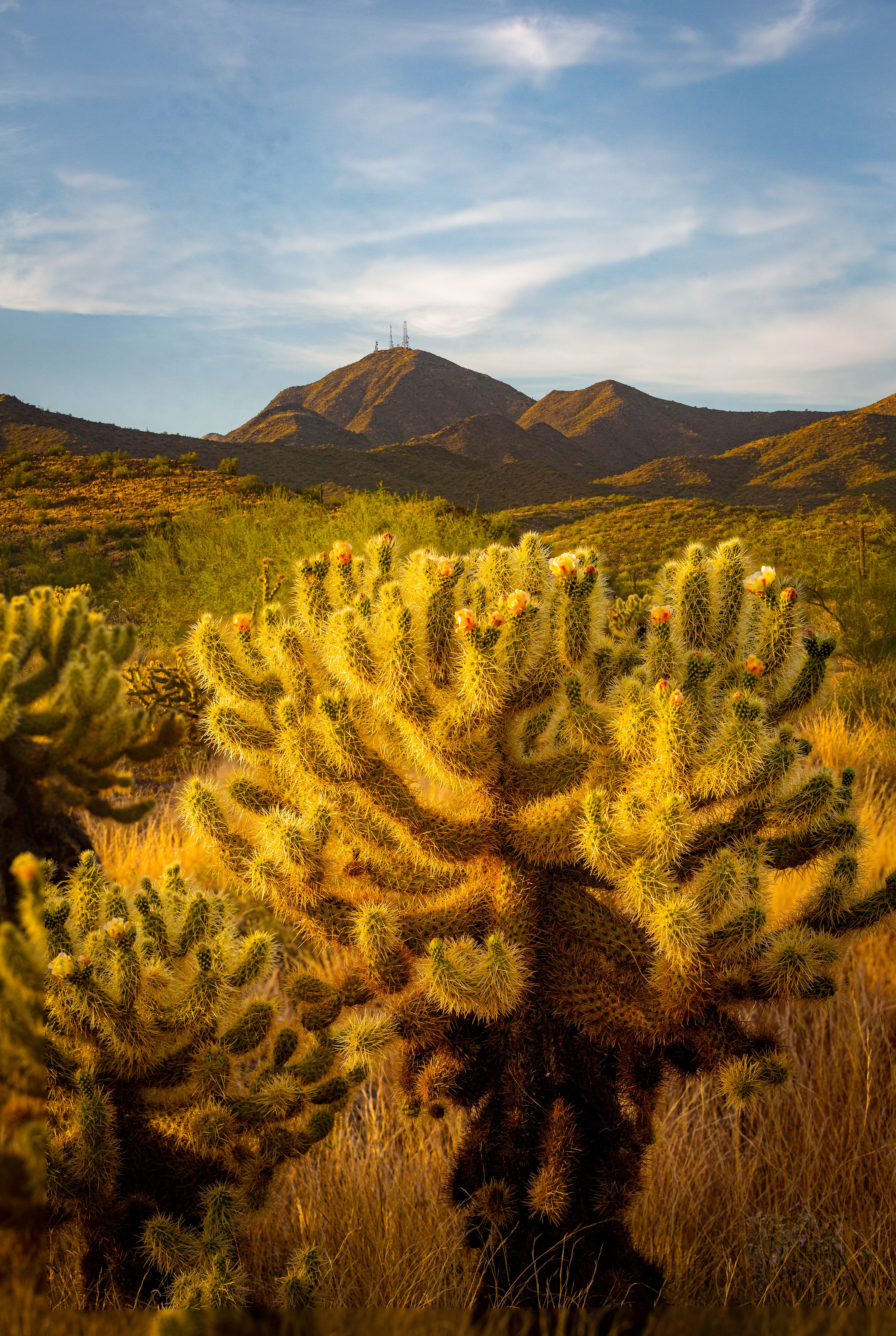 Cactus Growing in Desert Landscape · Free Stock Photo