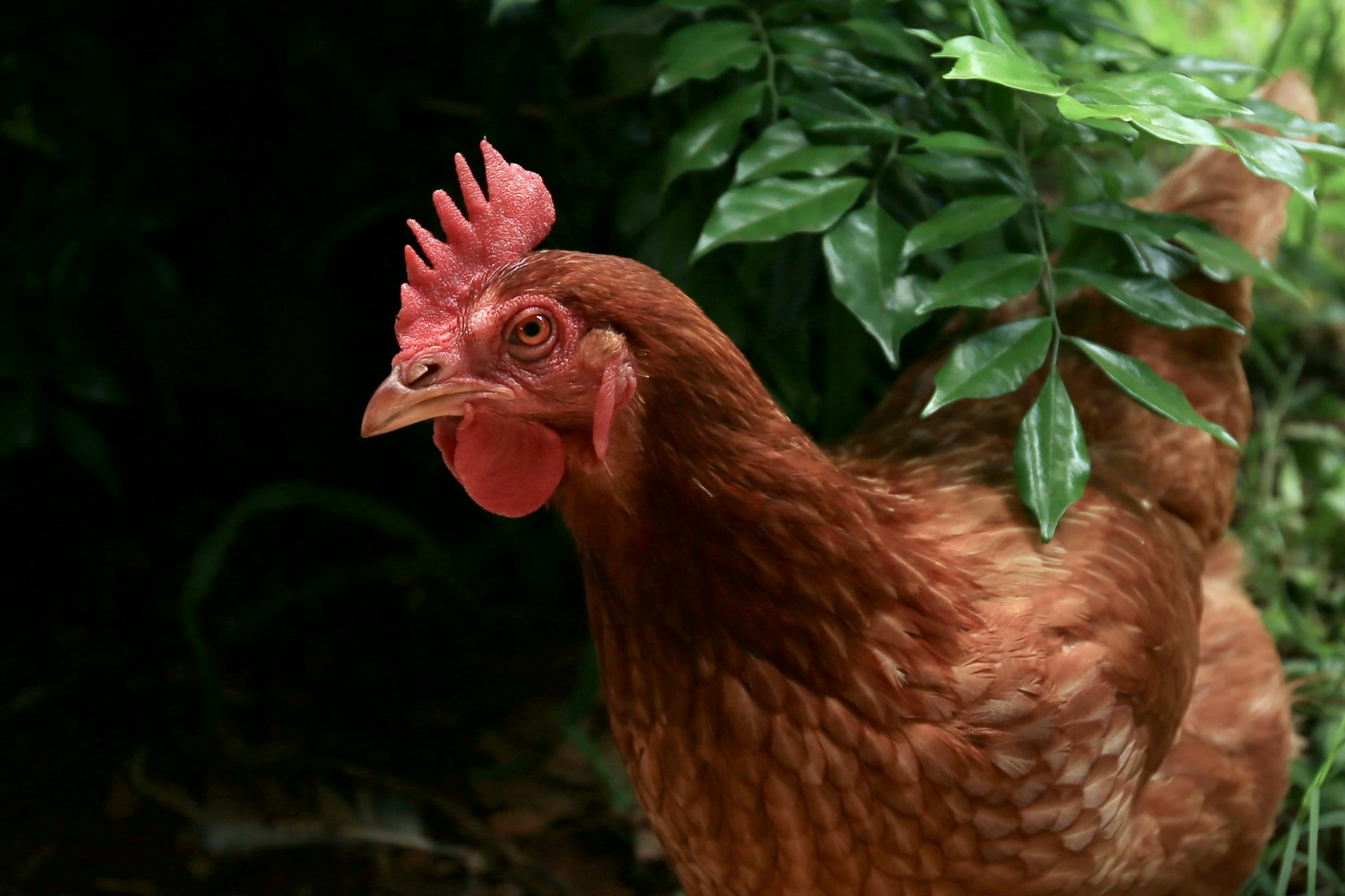 Foto de stock gratuita sobre animales, aves, aves de corral, comida ...