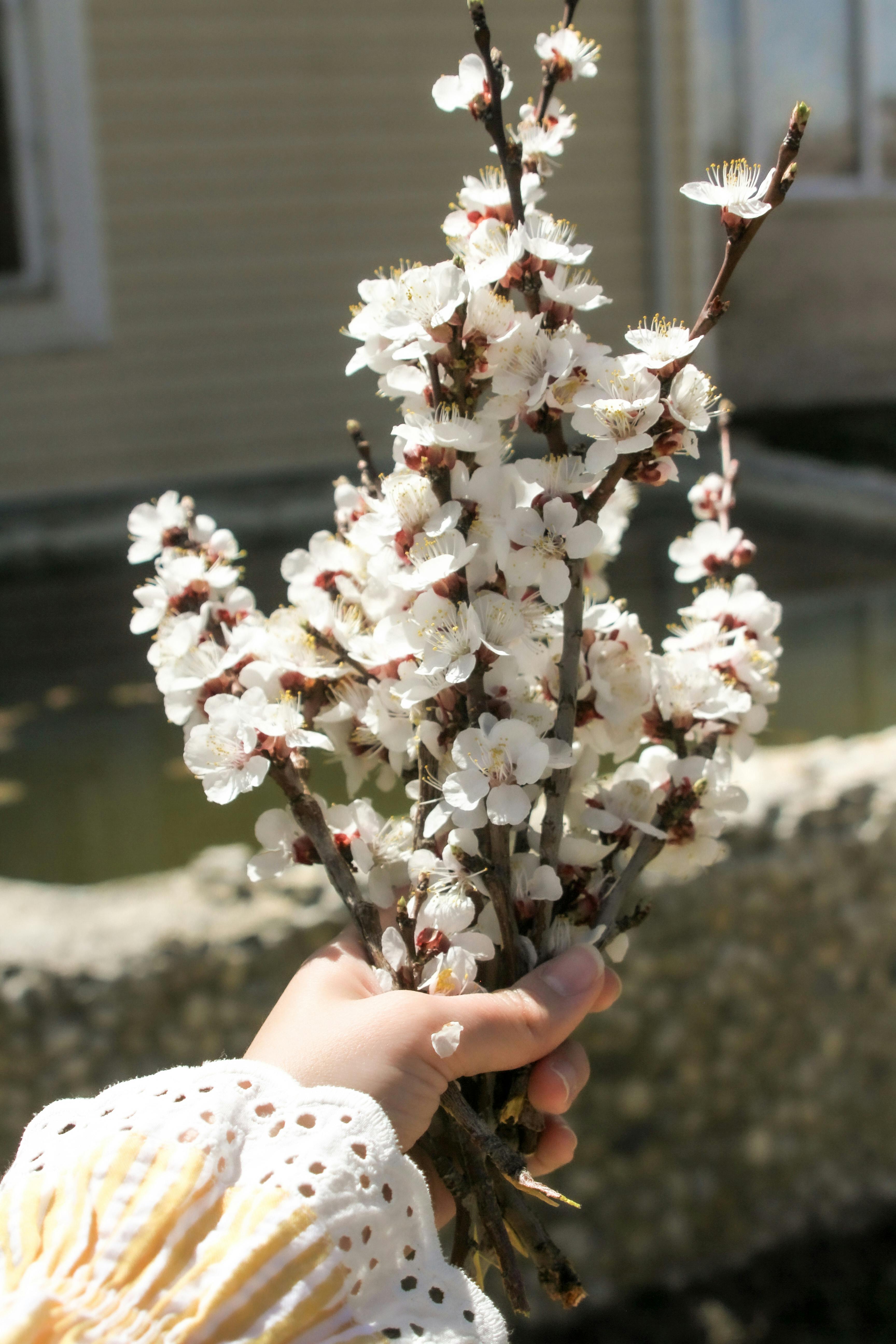 Armenian Drams Photos, Download The BEST Free Armenian Drams Stock ...