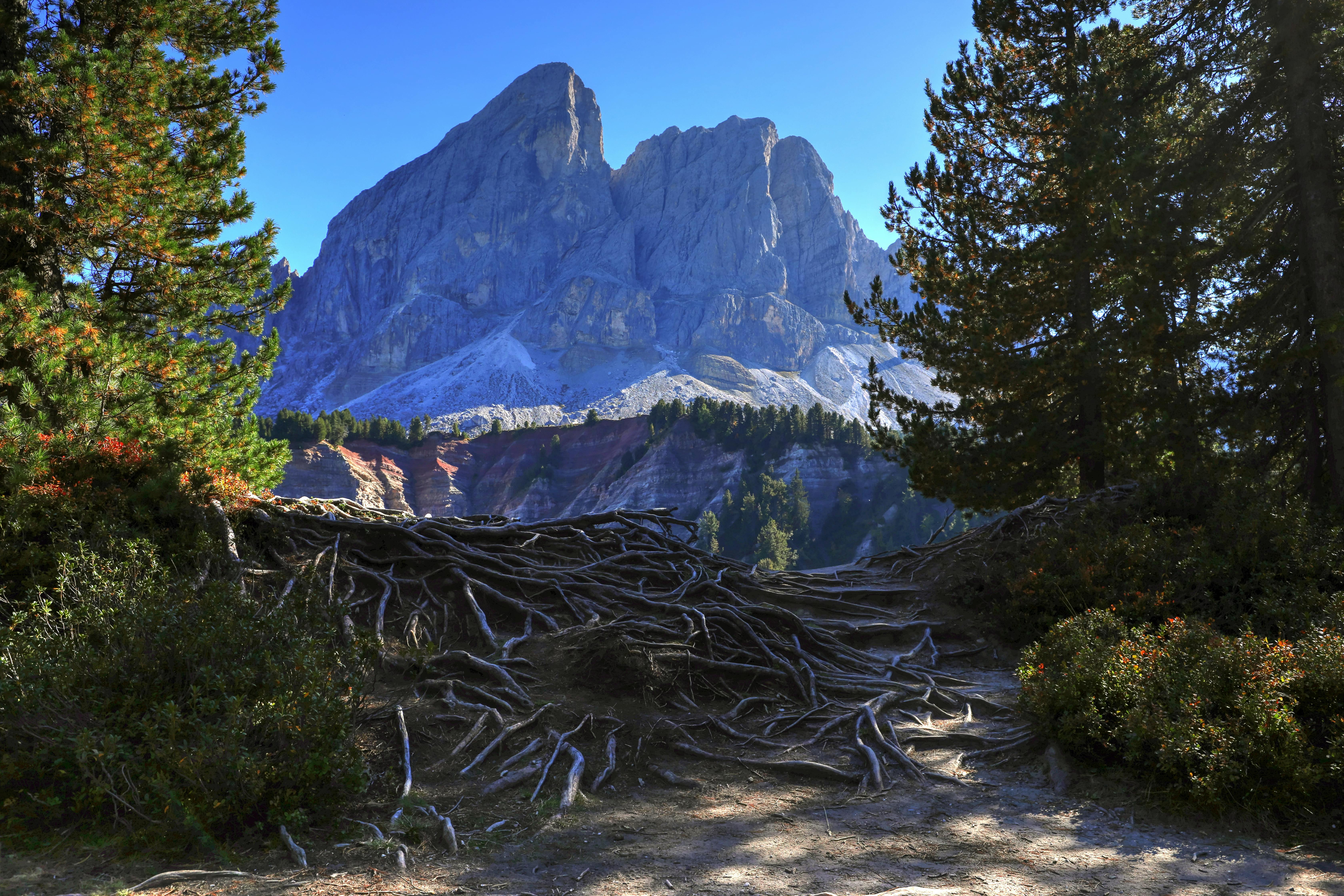 Mountain Root Photos, Download The BEST Free Mountain Root Stock Photos ...