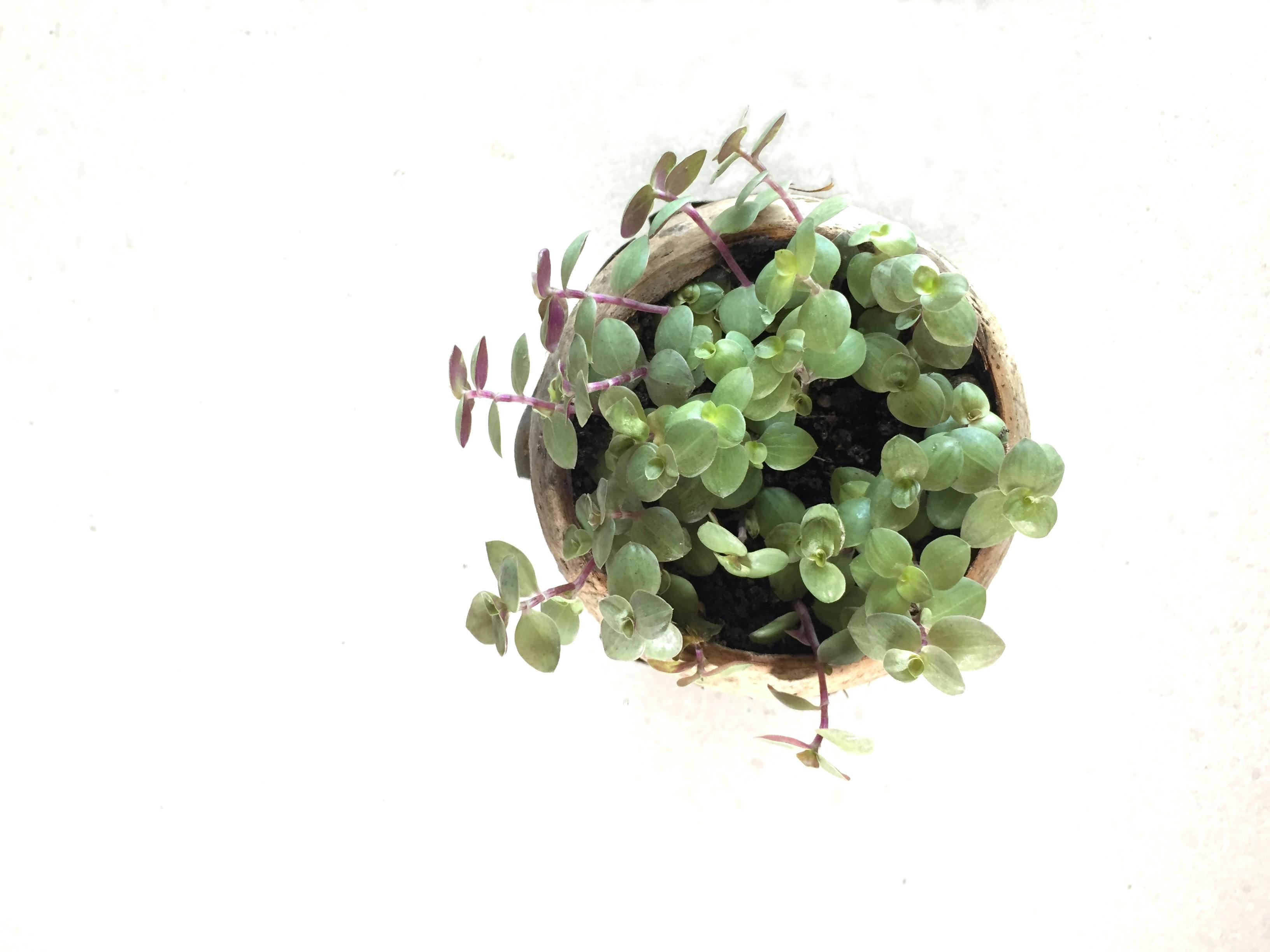 ming lo - Fotografía