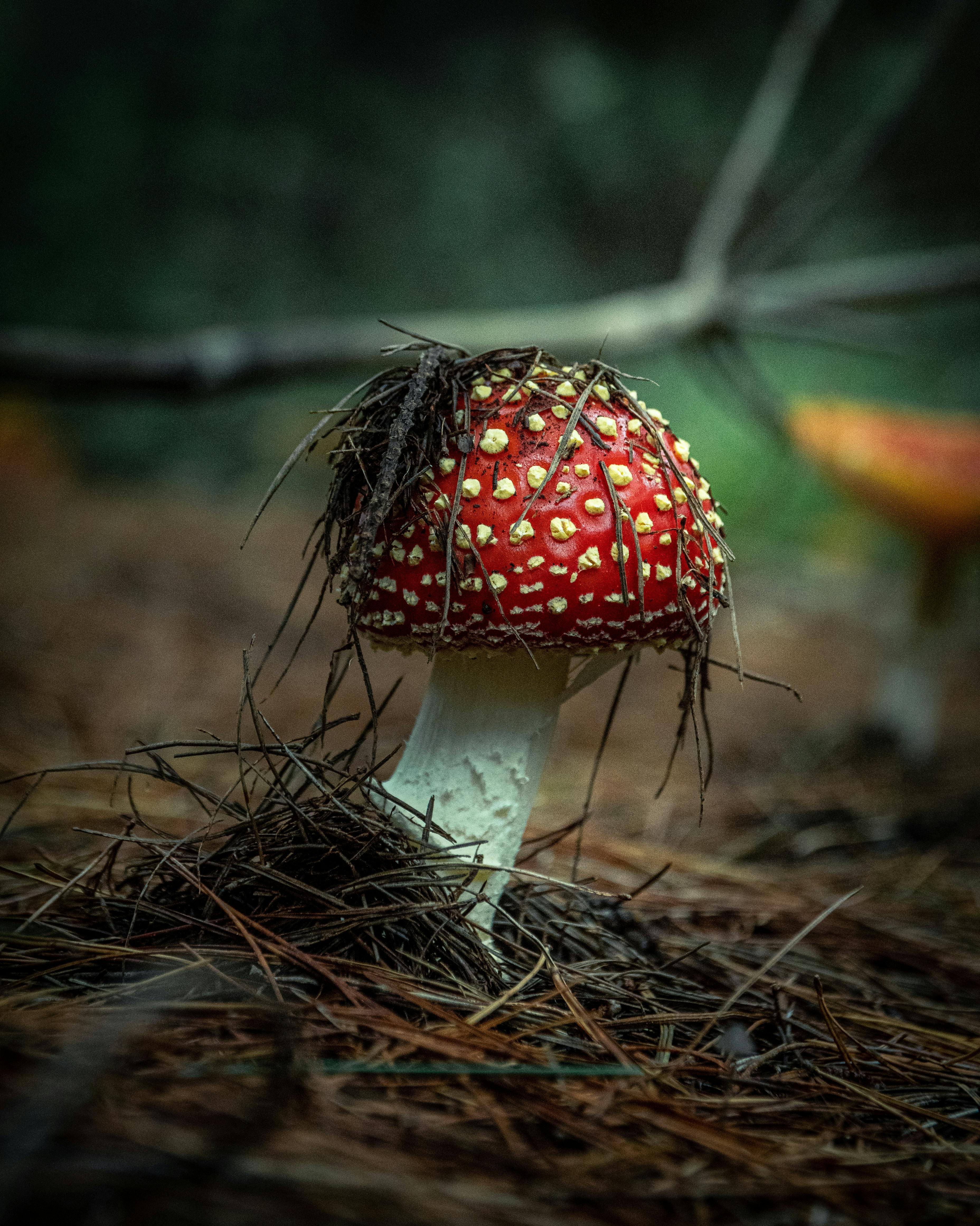 Close-Up Photograph of a Toadstool on the Ground · Free Stock Photo