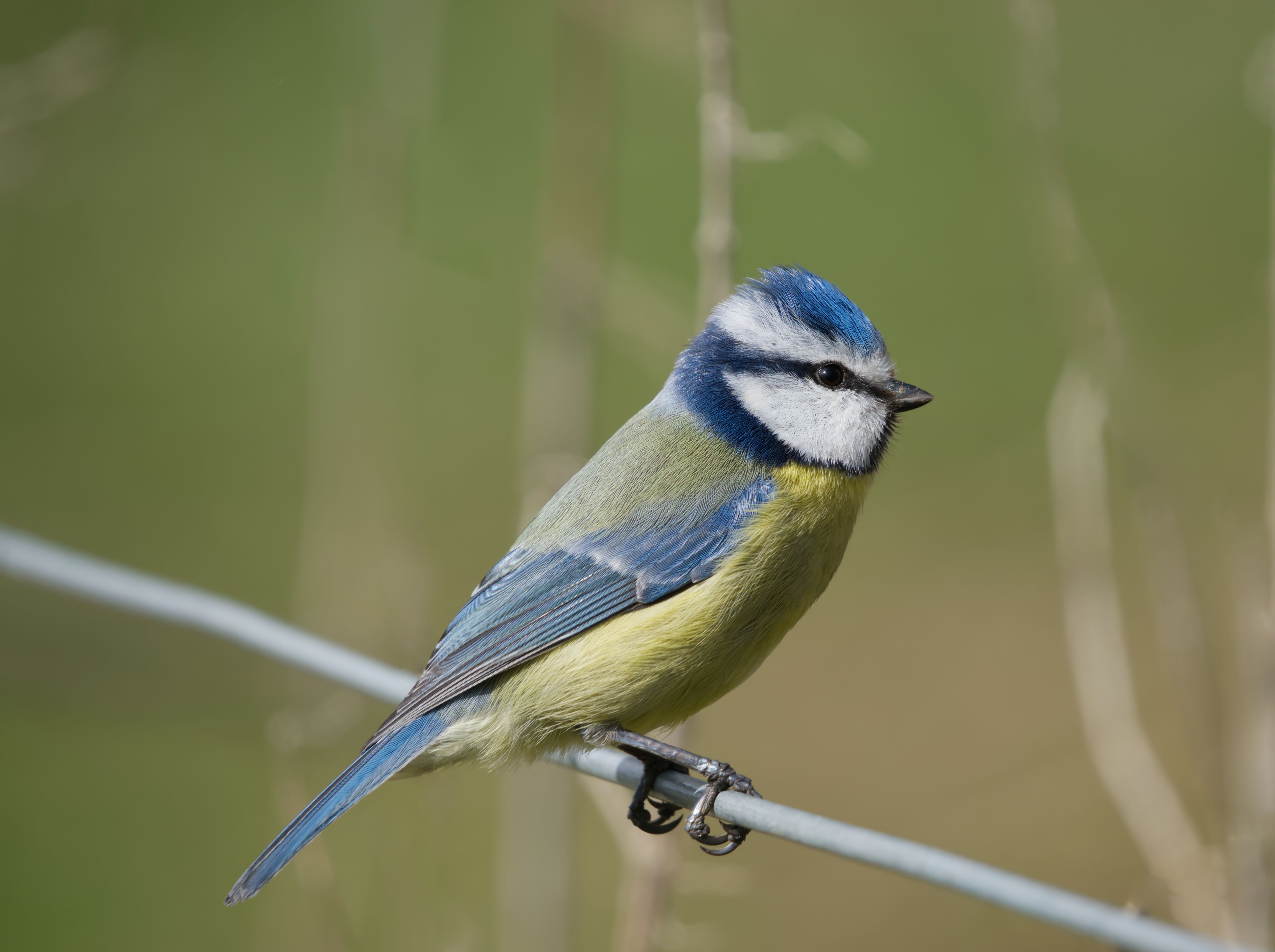 Close-Up Shot of a Eurasian Blue Tit · Free Stock Photo
