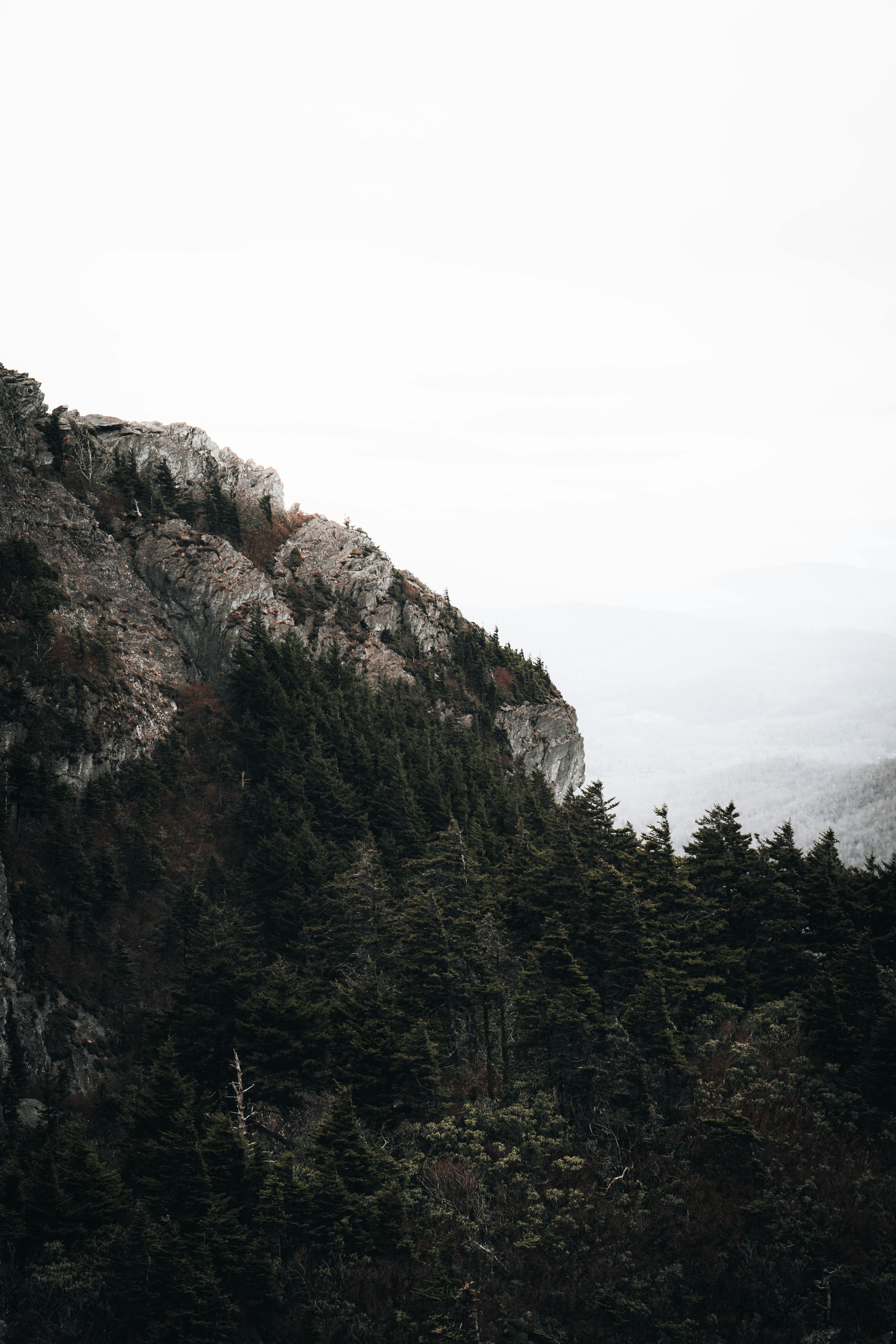 Trees on the Side of a Mountain · Free Stock Photo