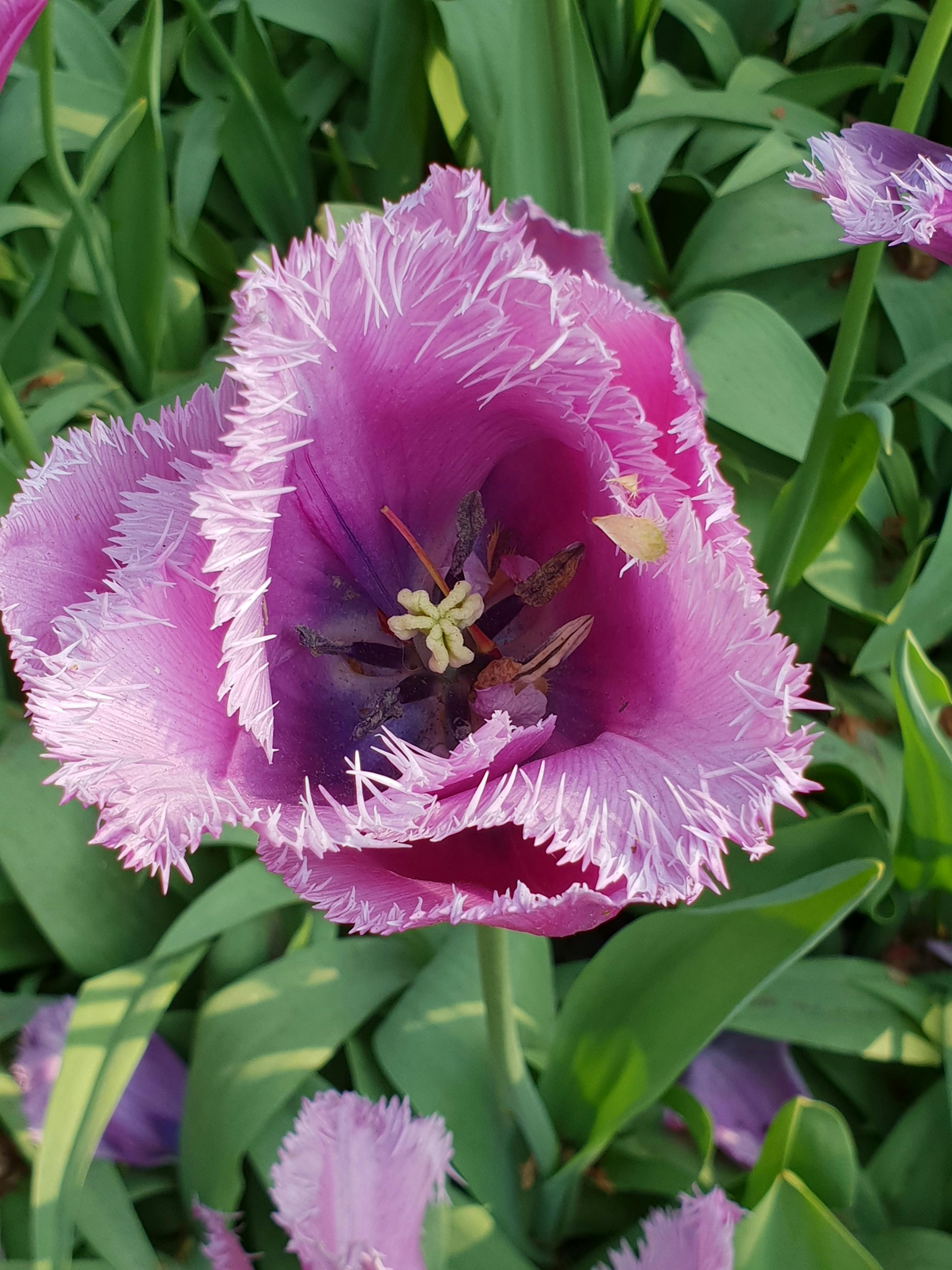 Free stock photo of purple delight