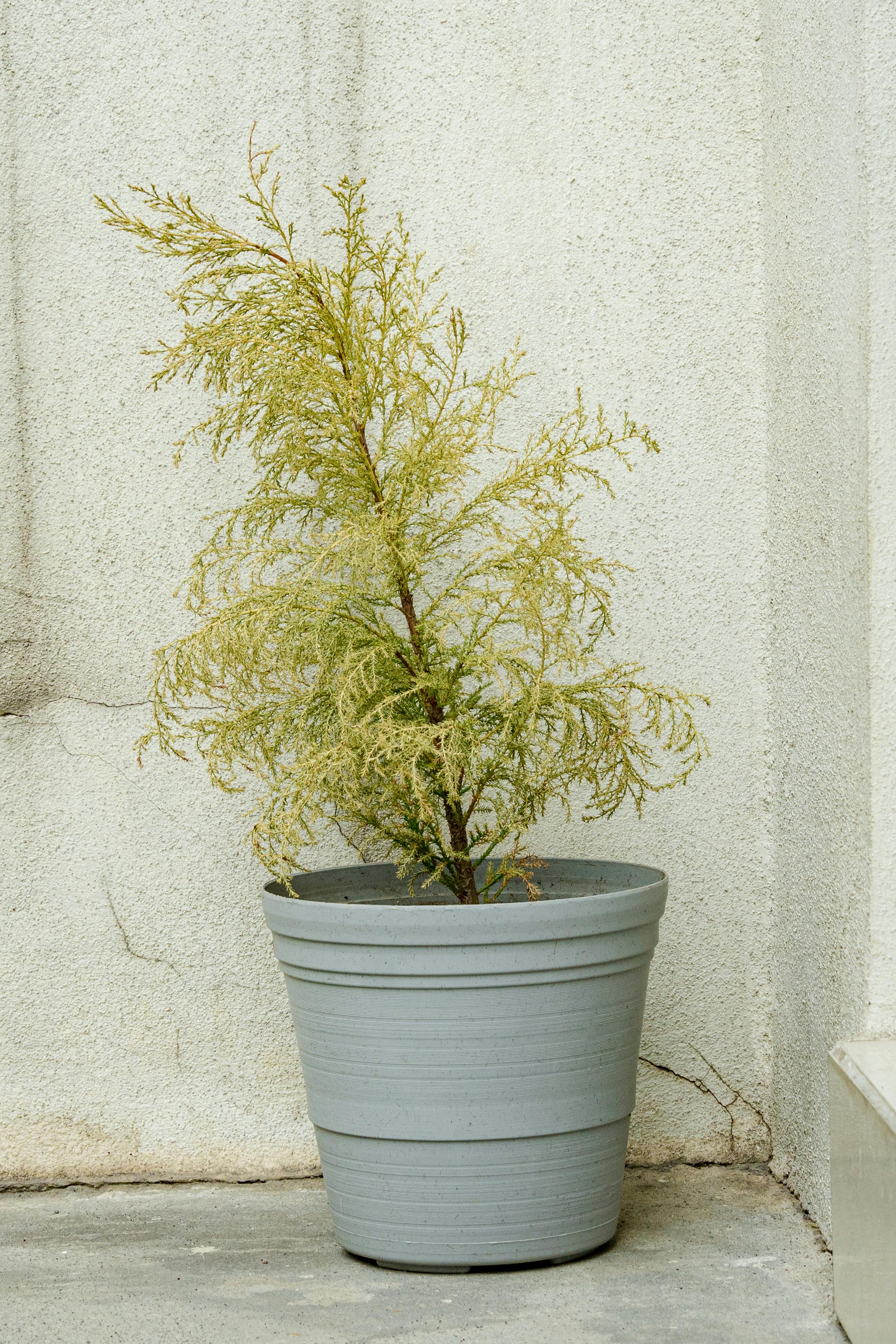 A Small Cypress Tree in a Pot · Free Stock Photo