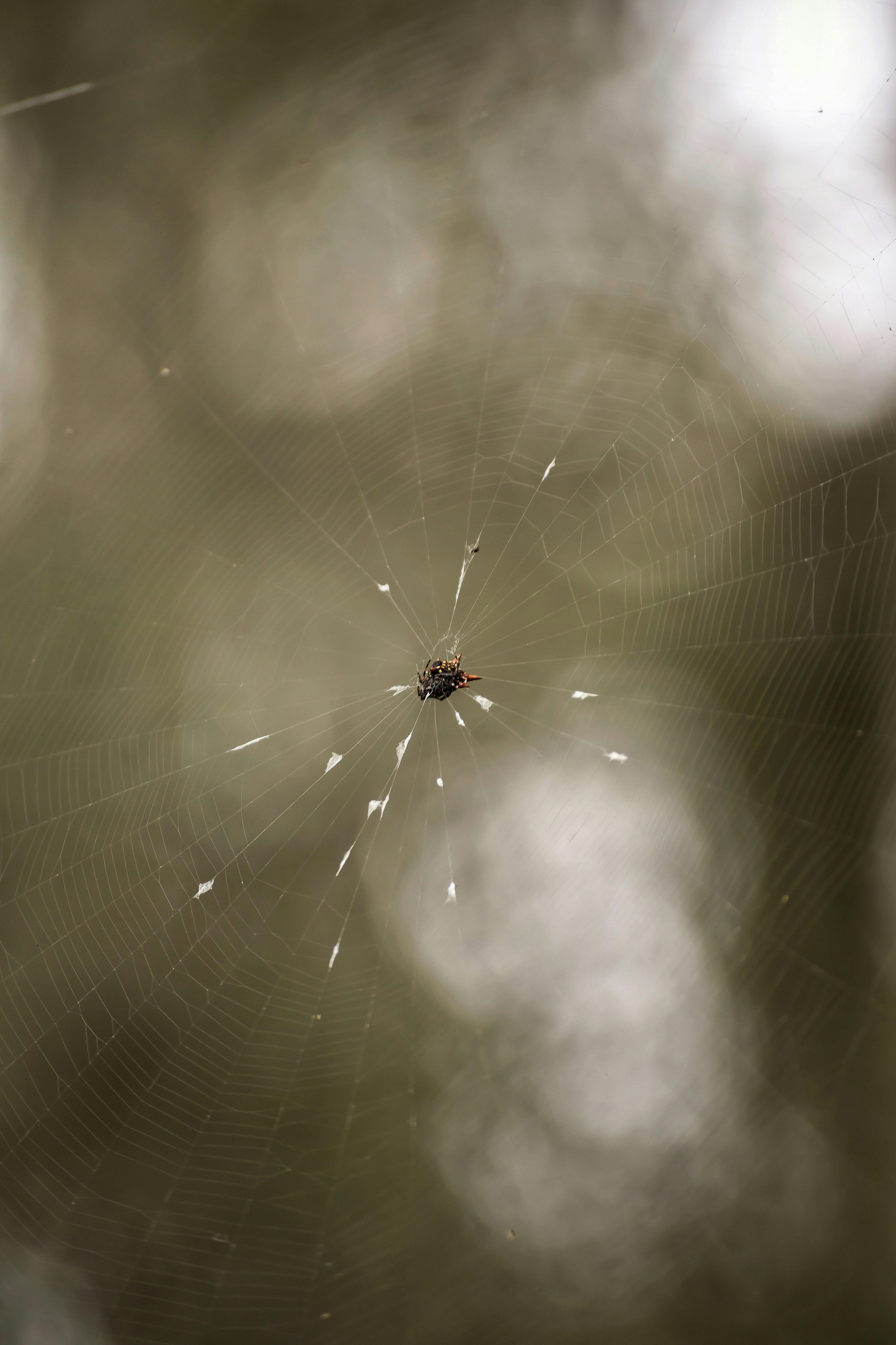 Close-up of Spider on Cobweb · Free Stock Photo