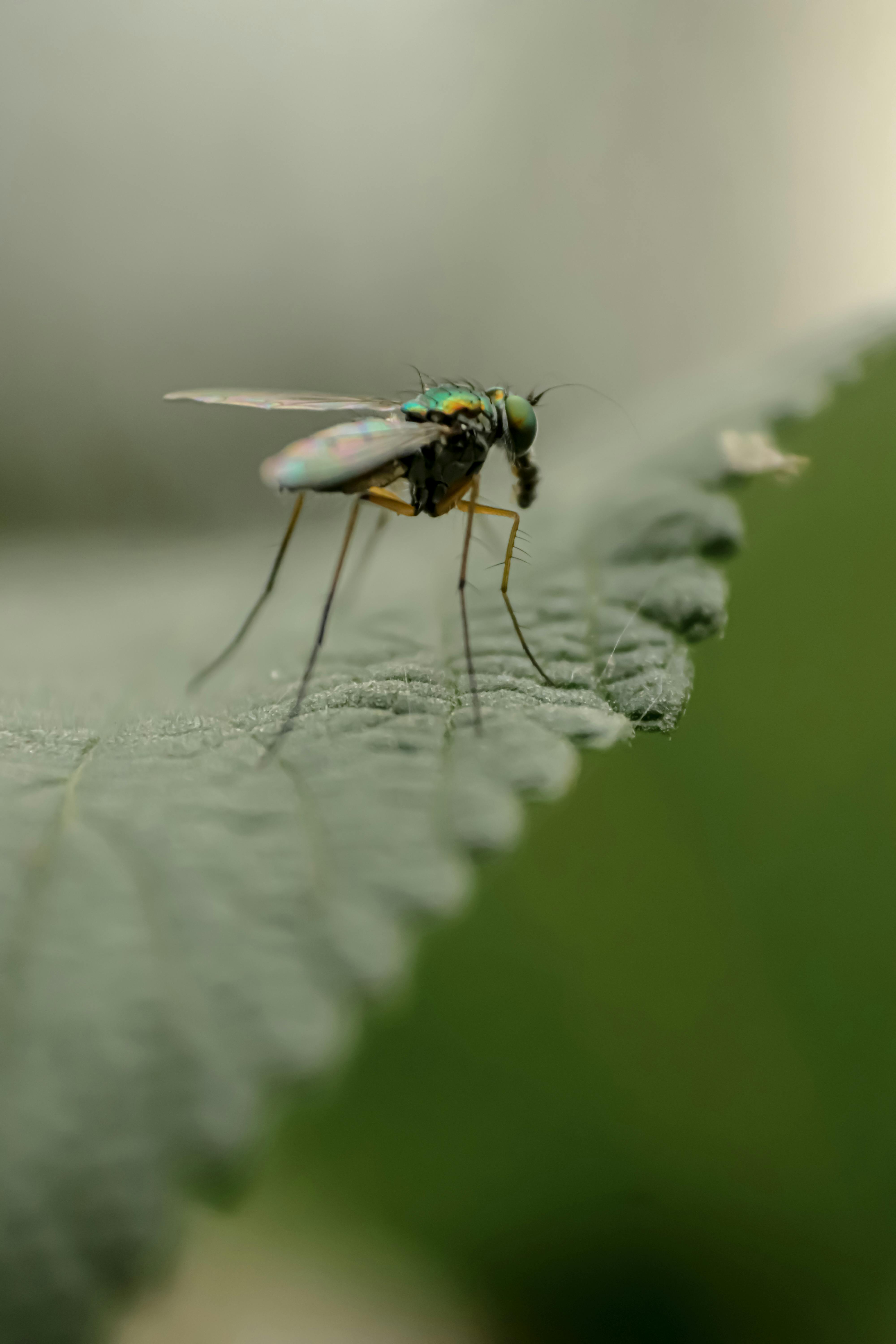Insect Flies Photos, Download Free Insect Flies Stock Photos & HD Images