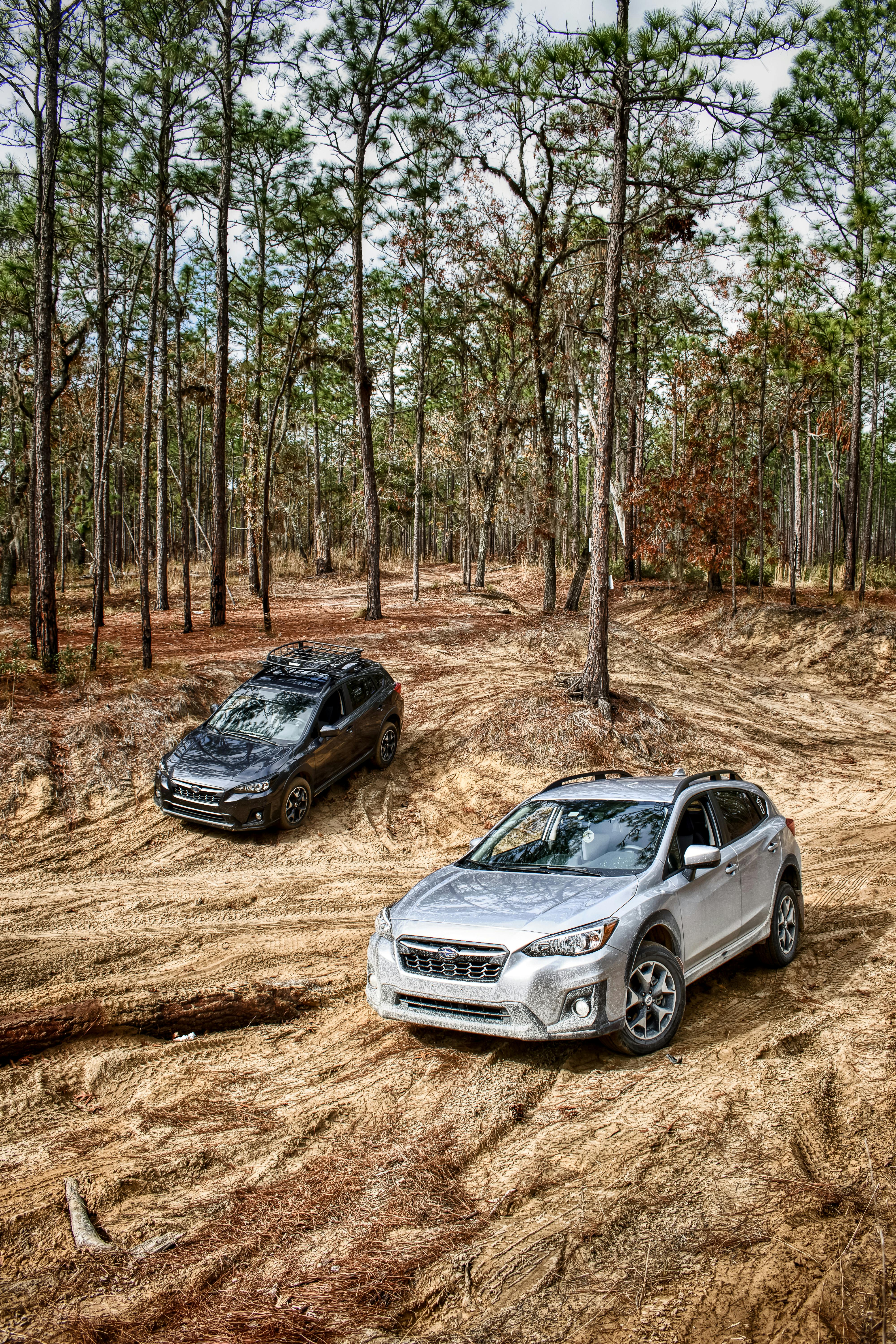 Cars in Forest · Free Stock Photo