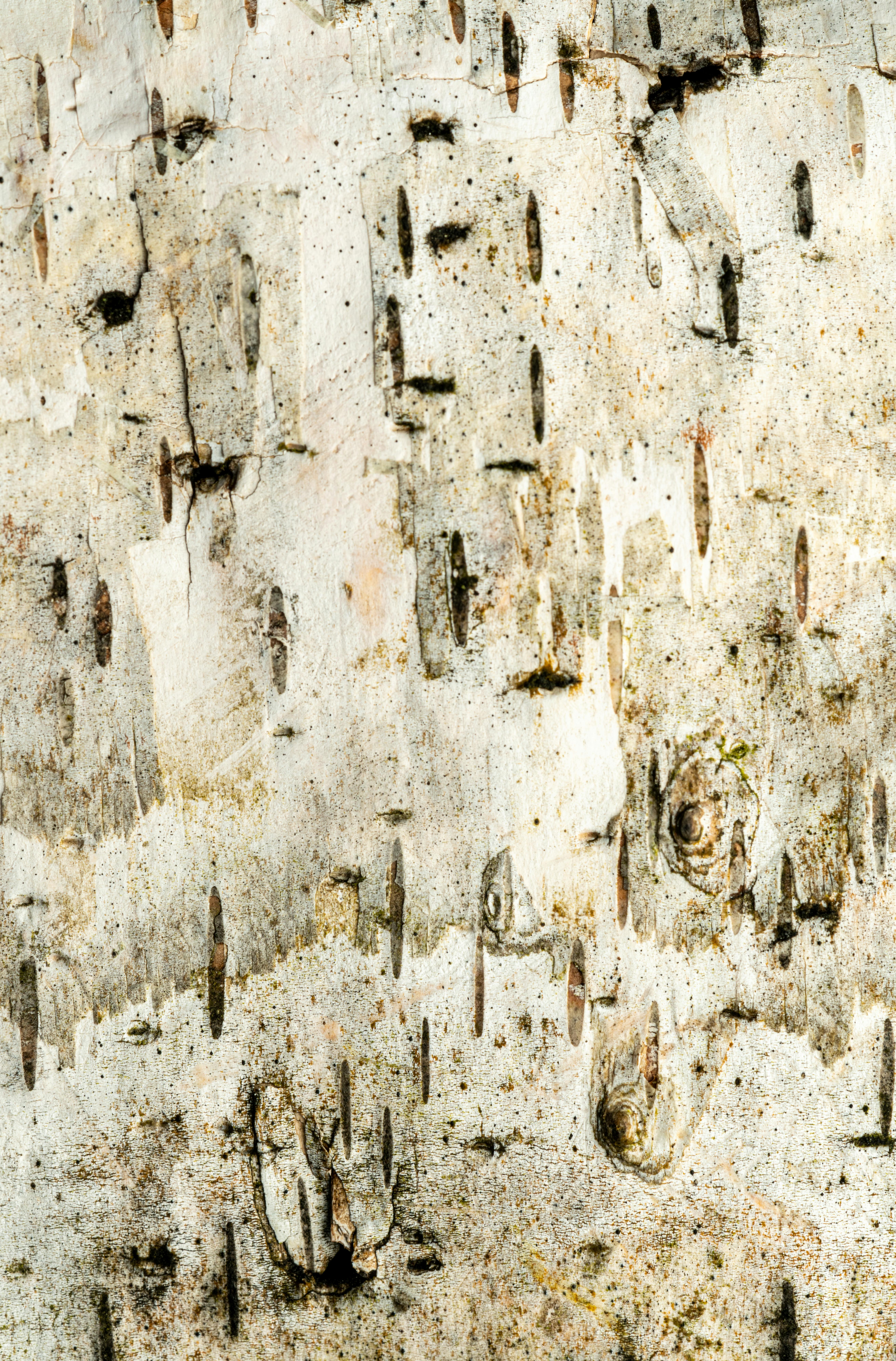 Meilleures photos sur le thème Strach พังก์ · Téléchargement gratuit ...