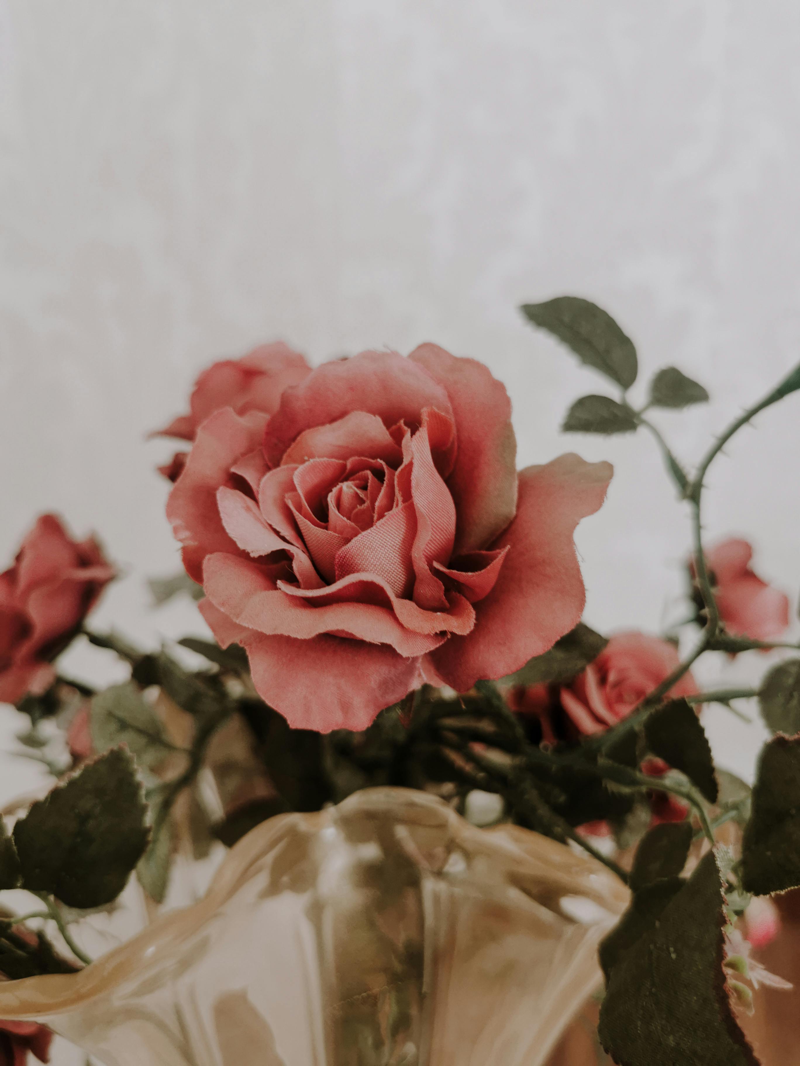 Close up of Rose · Free Stock Photo