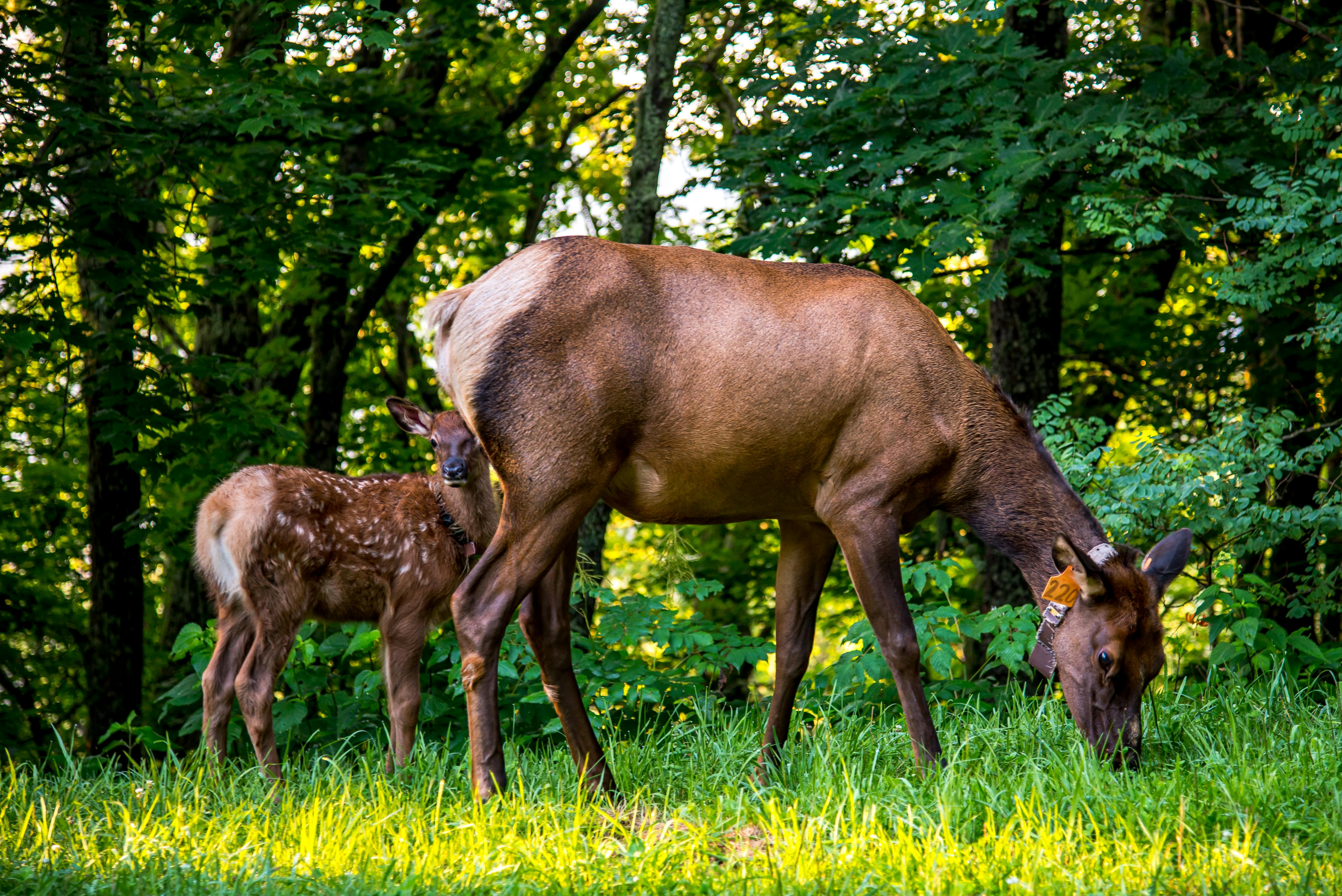Brown Elk Standing on Grassland · Free Stock Photo