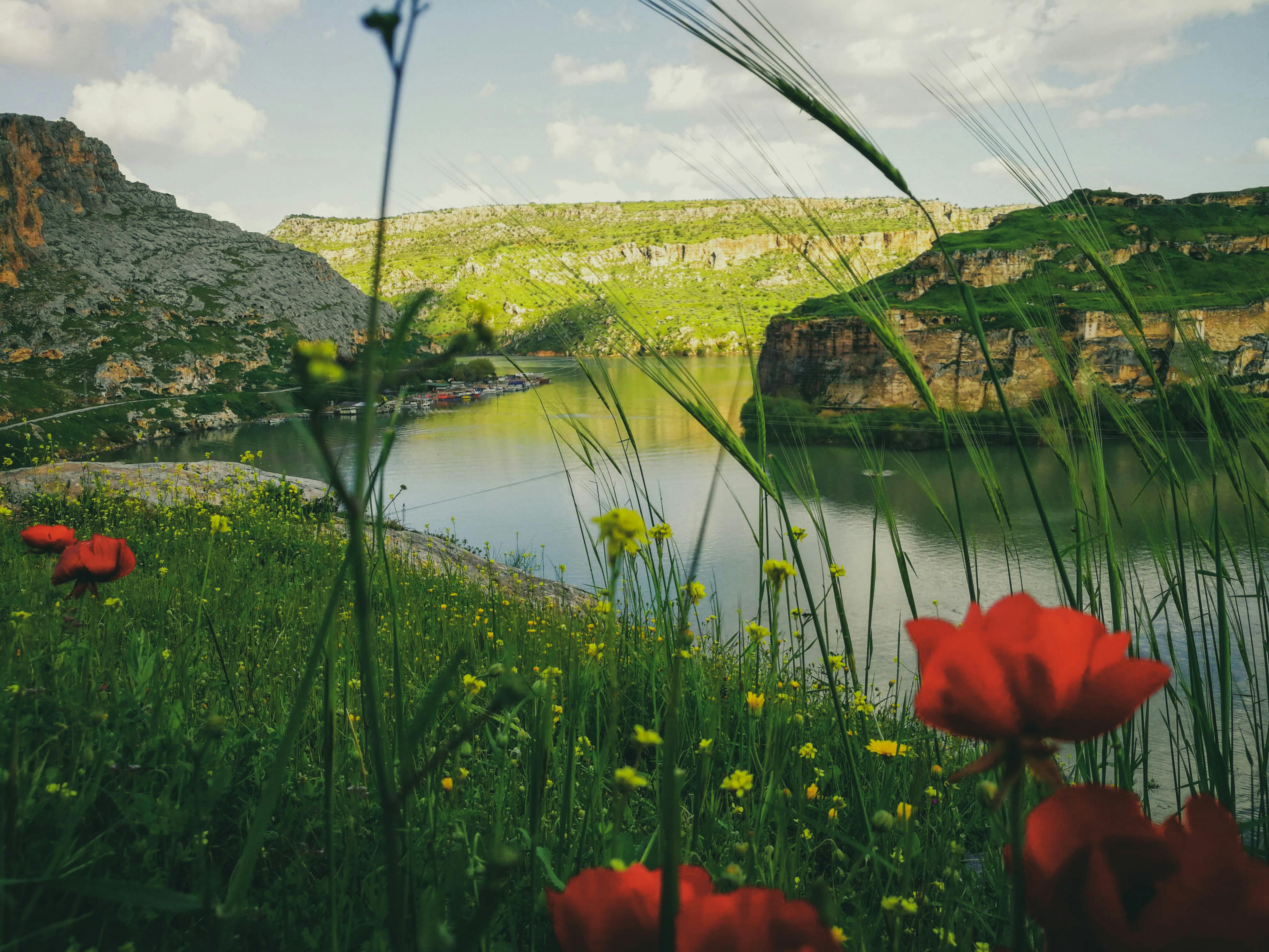 Flowers Beside a River · Free Stock Photo
